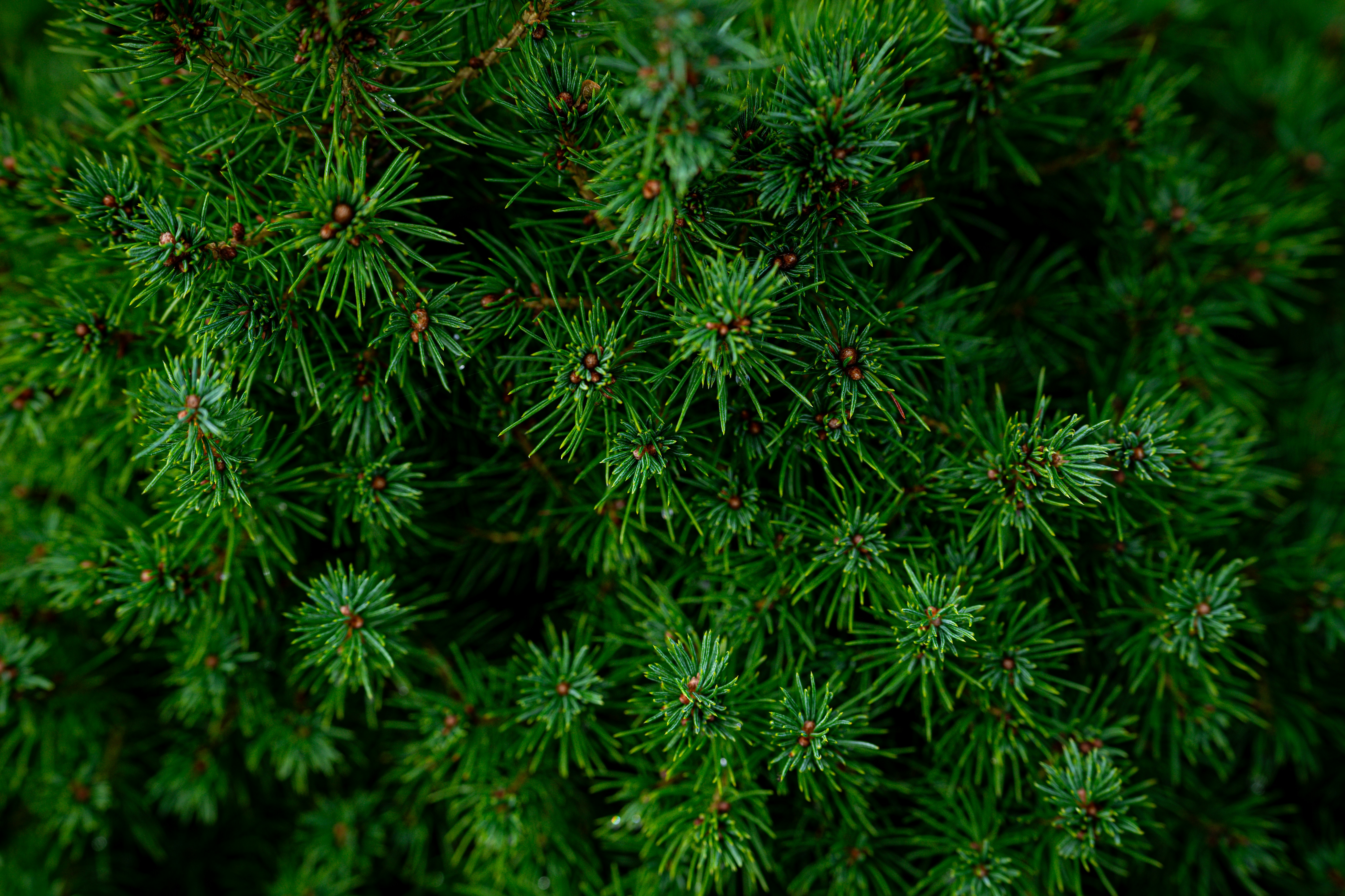 A close up view of a pine tree photo – Free Nature Image on Unsplash