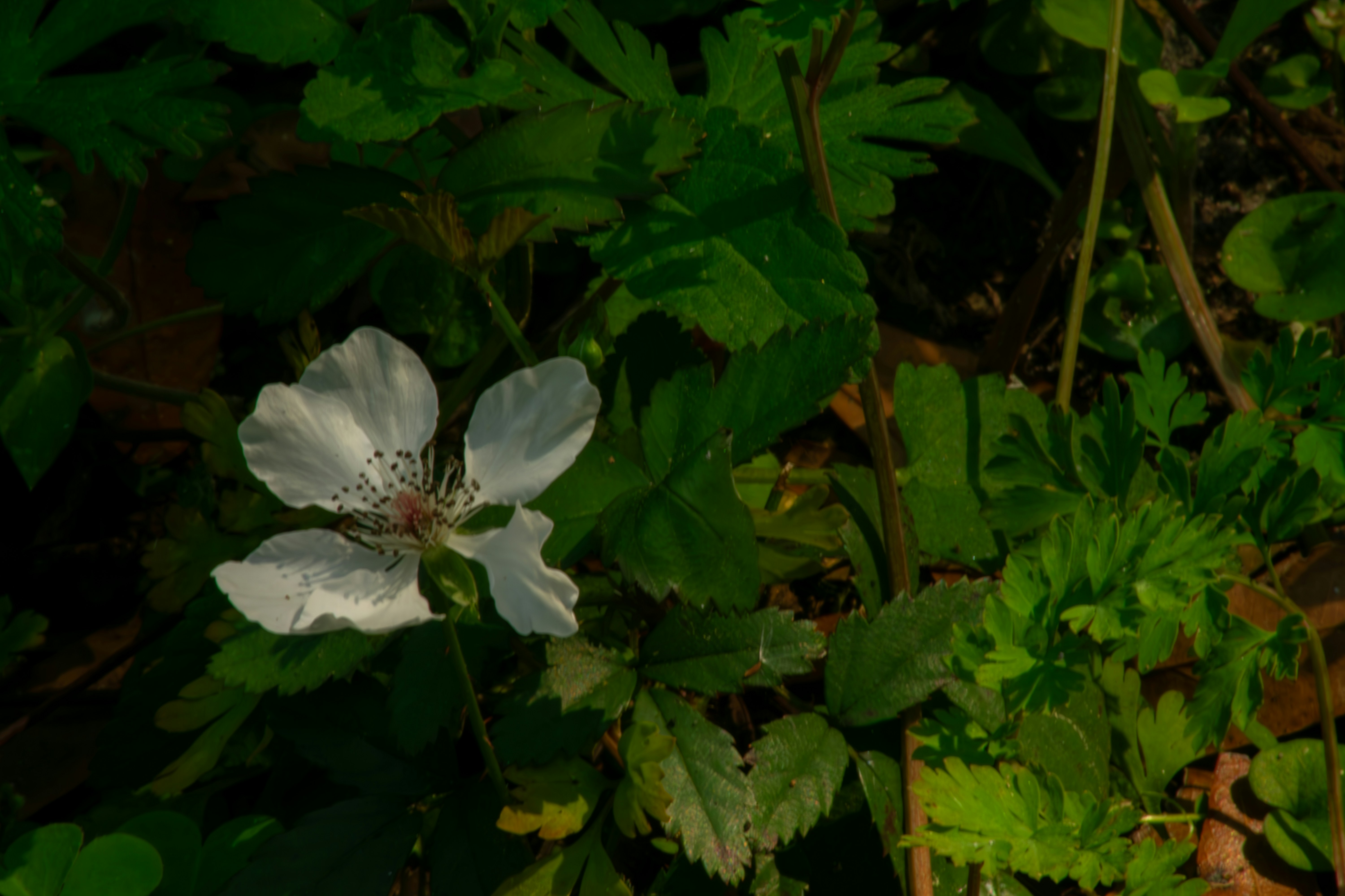Lone White Bloom Breaking Through a Shadowed Green Canopy