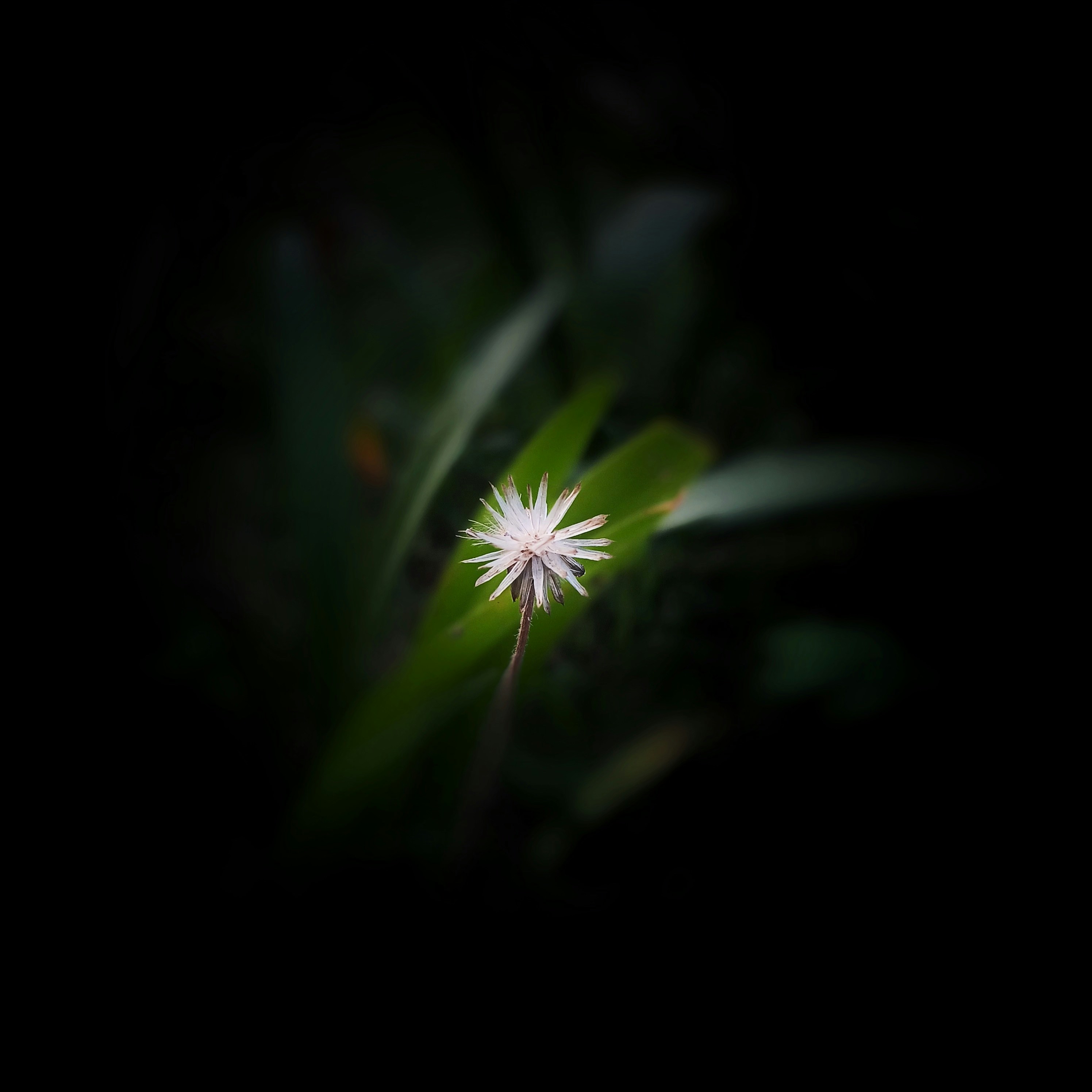 Sample photo from Samsung Galaxy M53