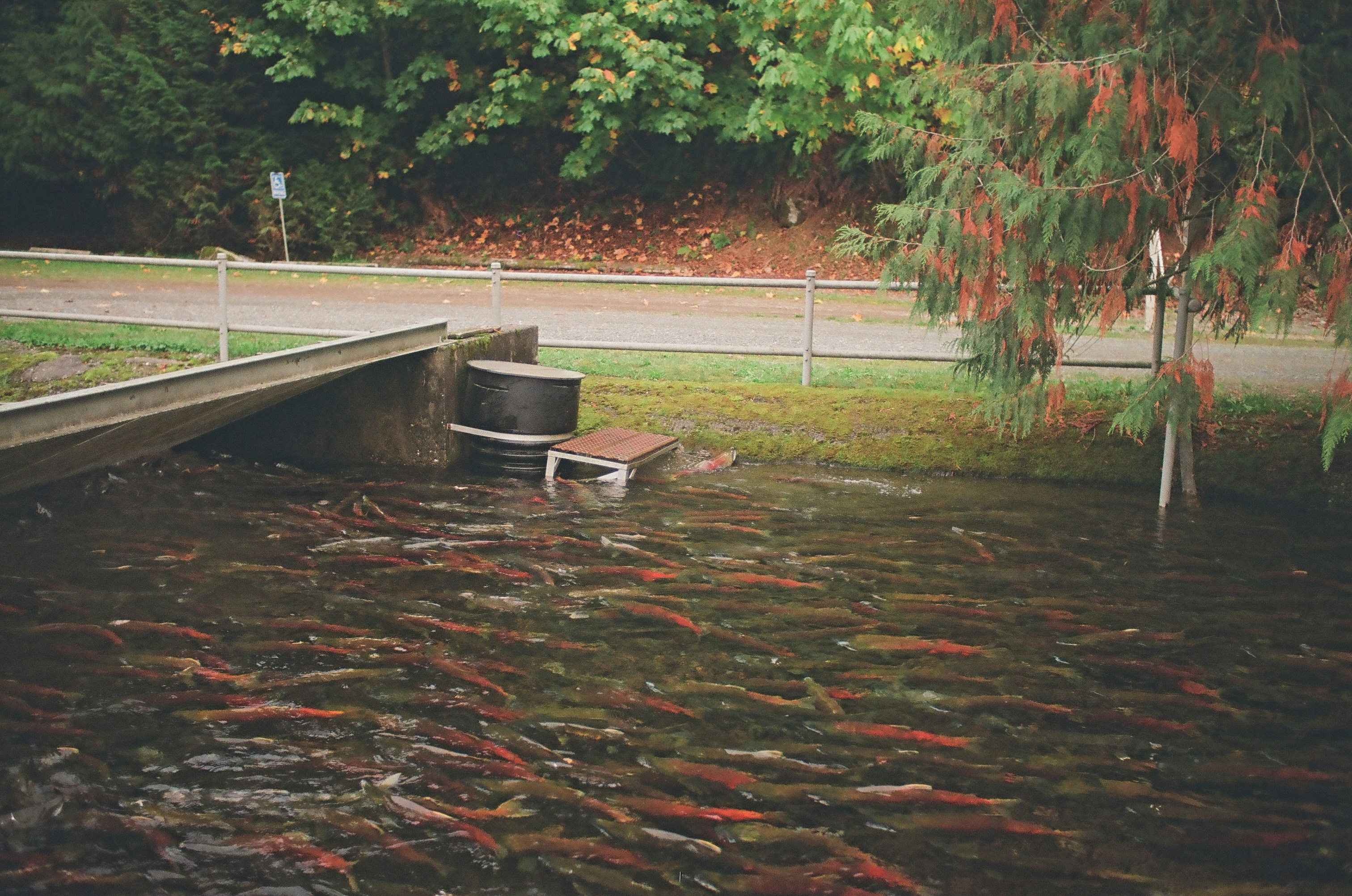 Salmon swim upstream in a river with a wooden bridge and lush greenery overhead.