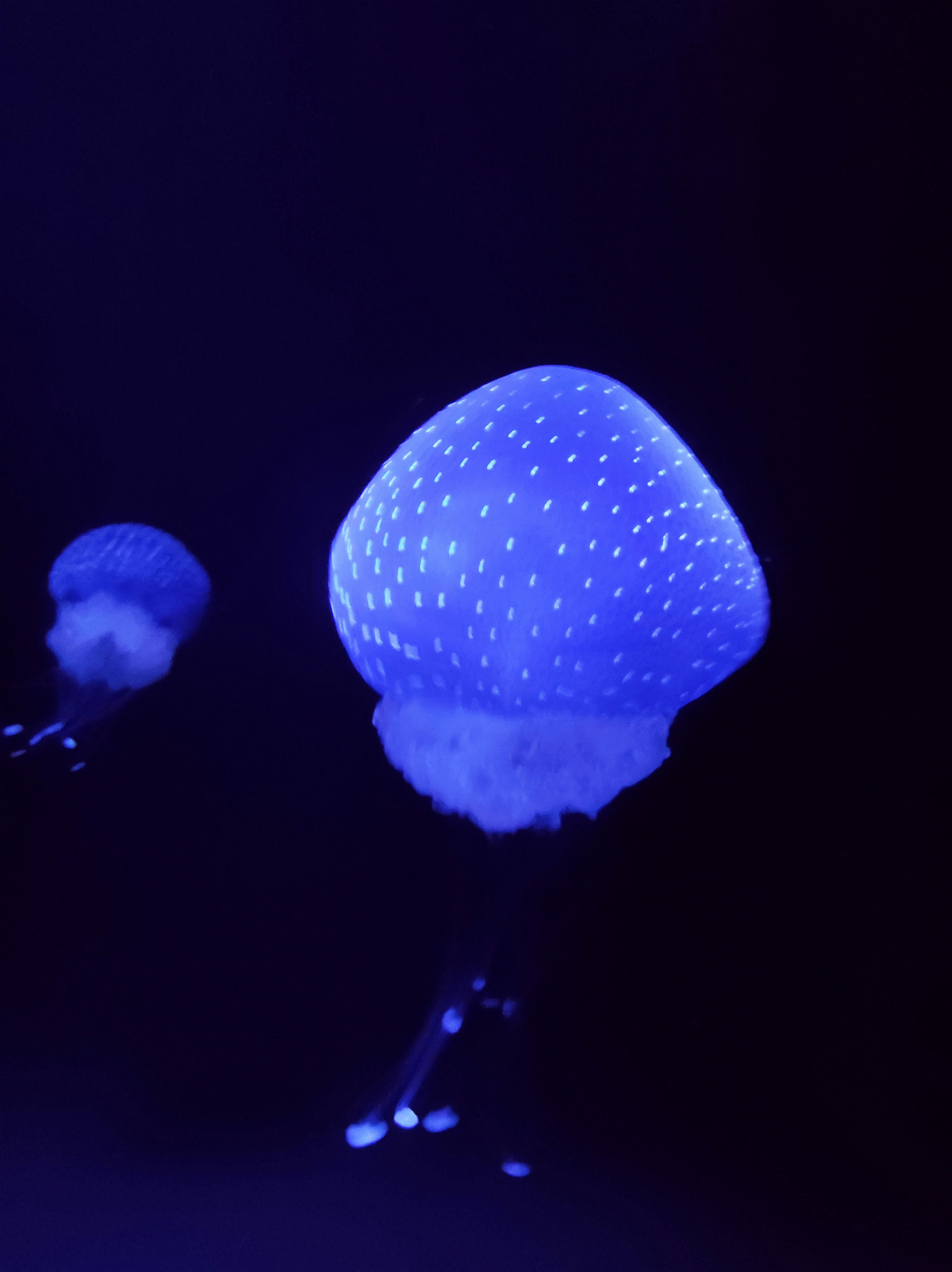 Blue bioluminescent jellyfish glows in dark water, with a smaller jelly nearby. Night underwater photograph.