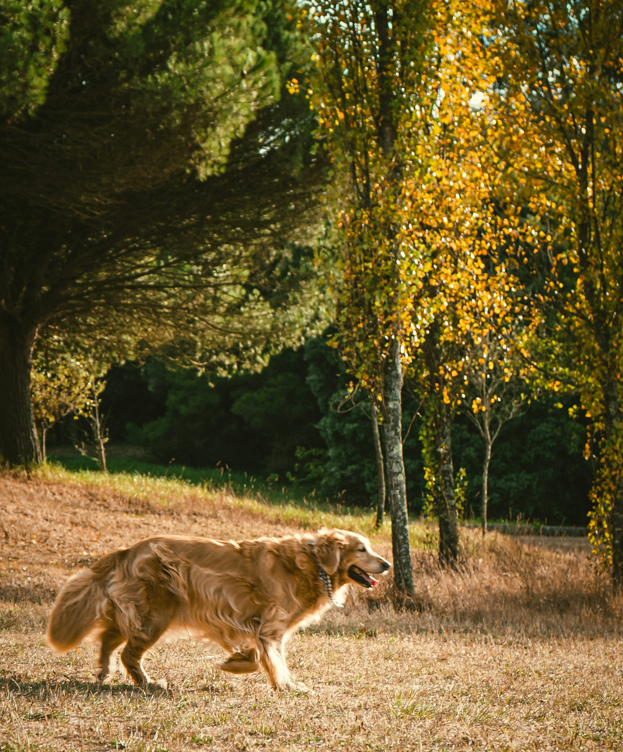Amber Drift: A Golden Retriever in Sunlit Autumn Park