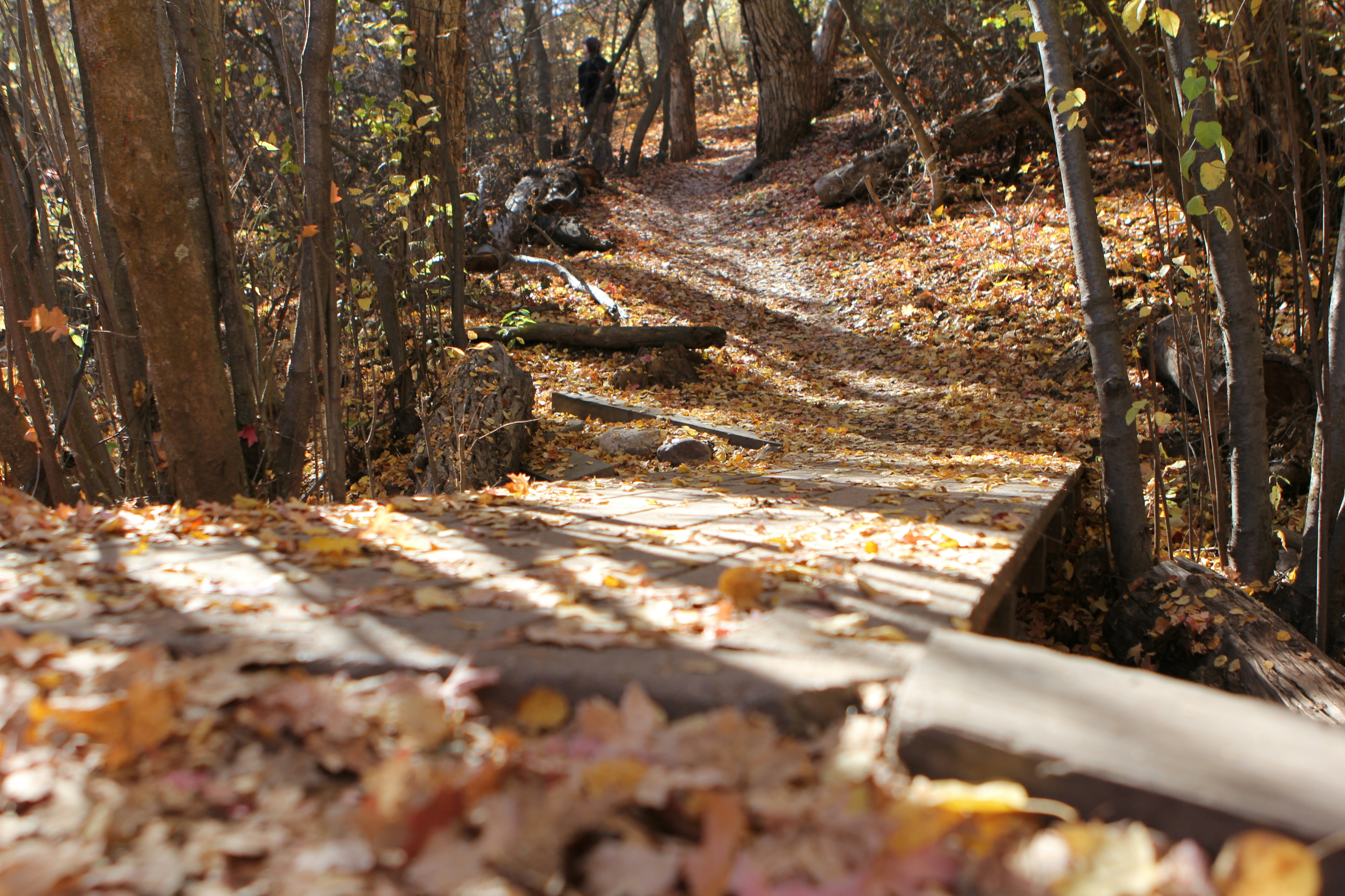 Wooden bridge blanketed with fallen leaves in a sunlit forest trail during autumn.