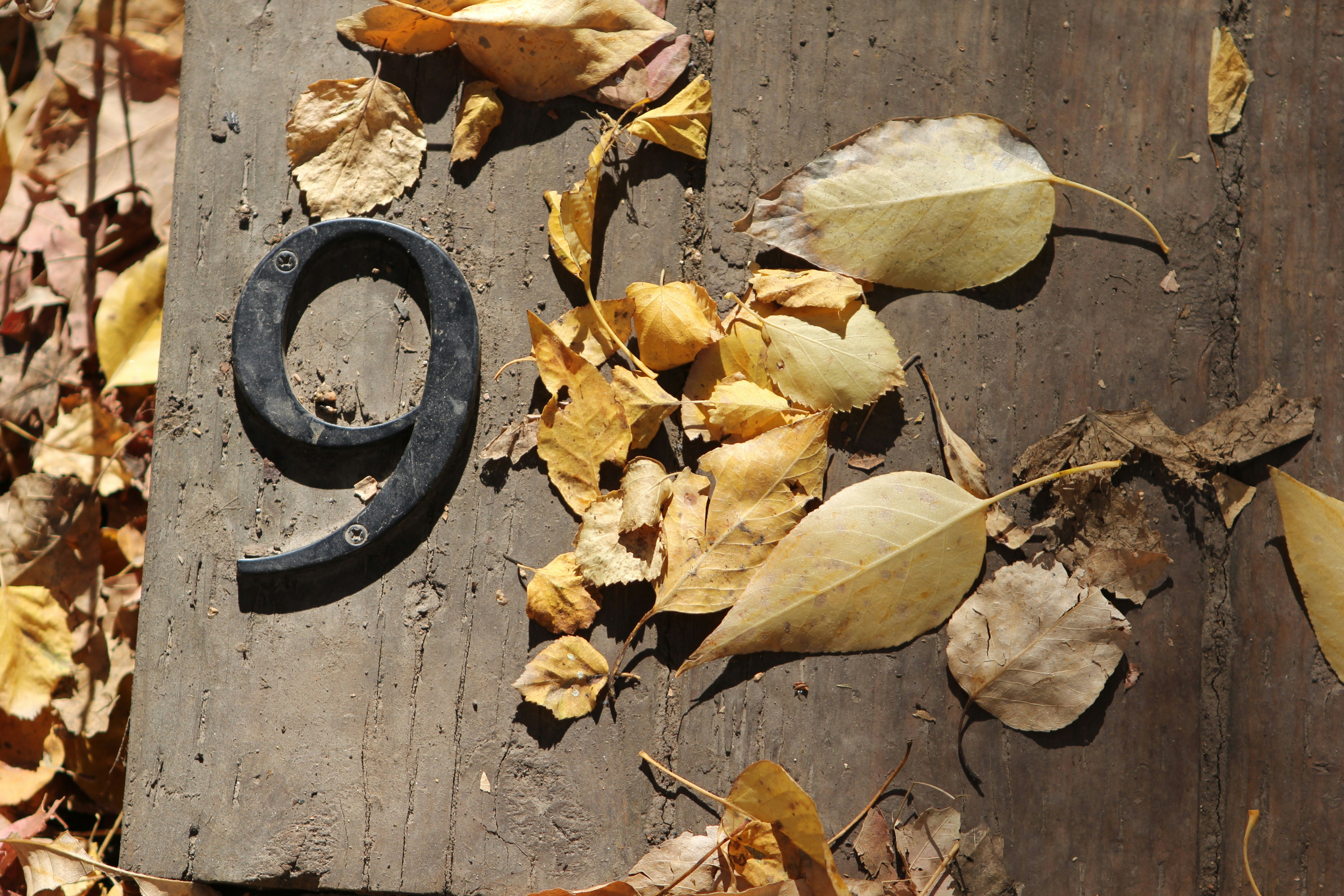 Nine on Weathered Wood: Autumn Leaves Cloak a Quiet Signpost