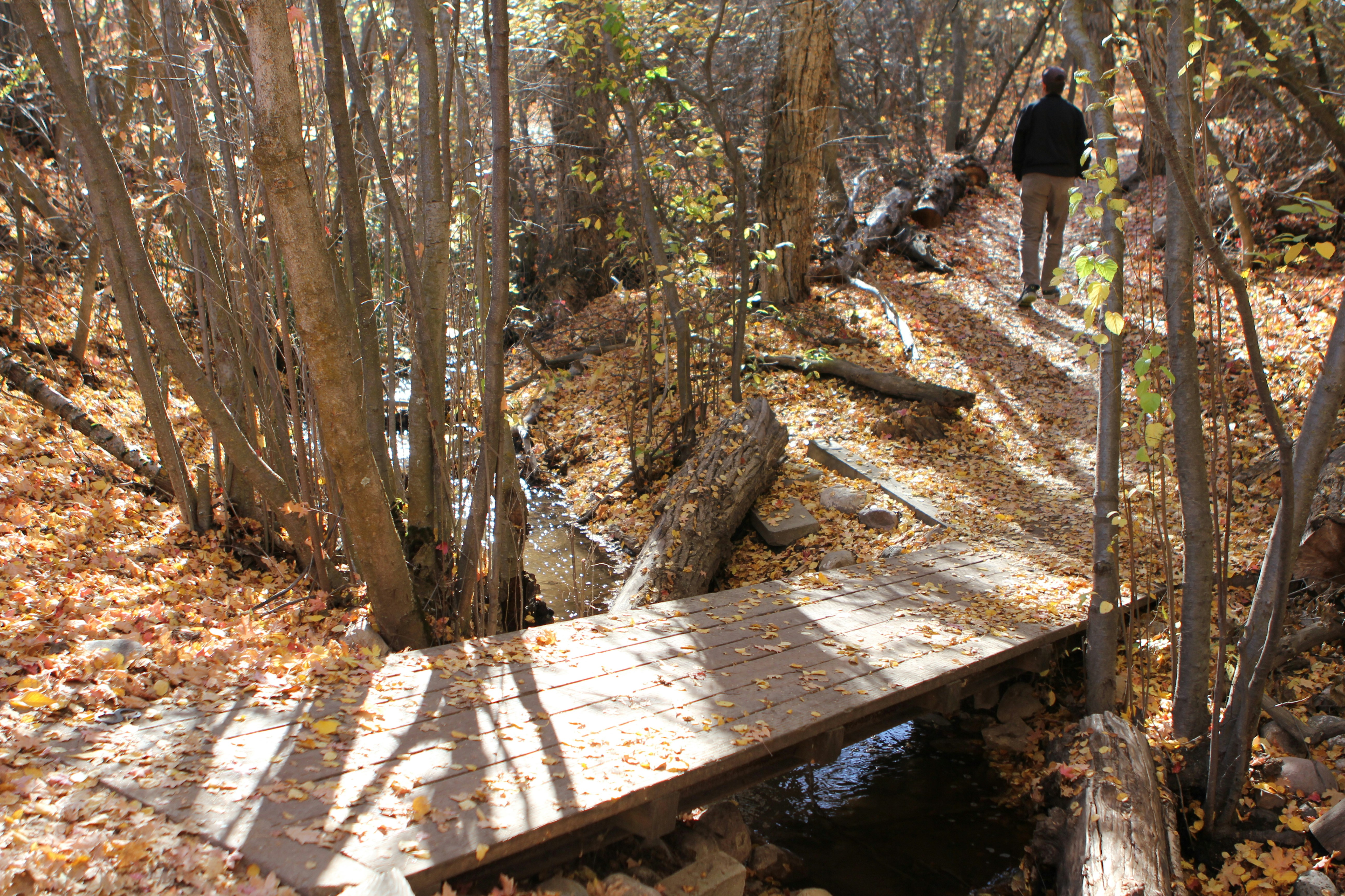 Bridge to the Forest Path: A Hike Through Autumn Rays