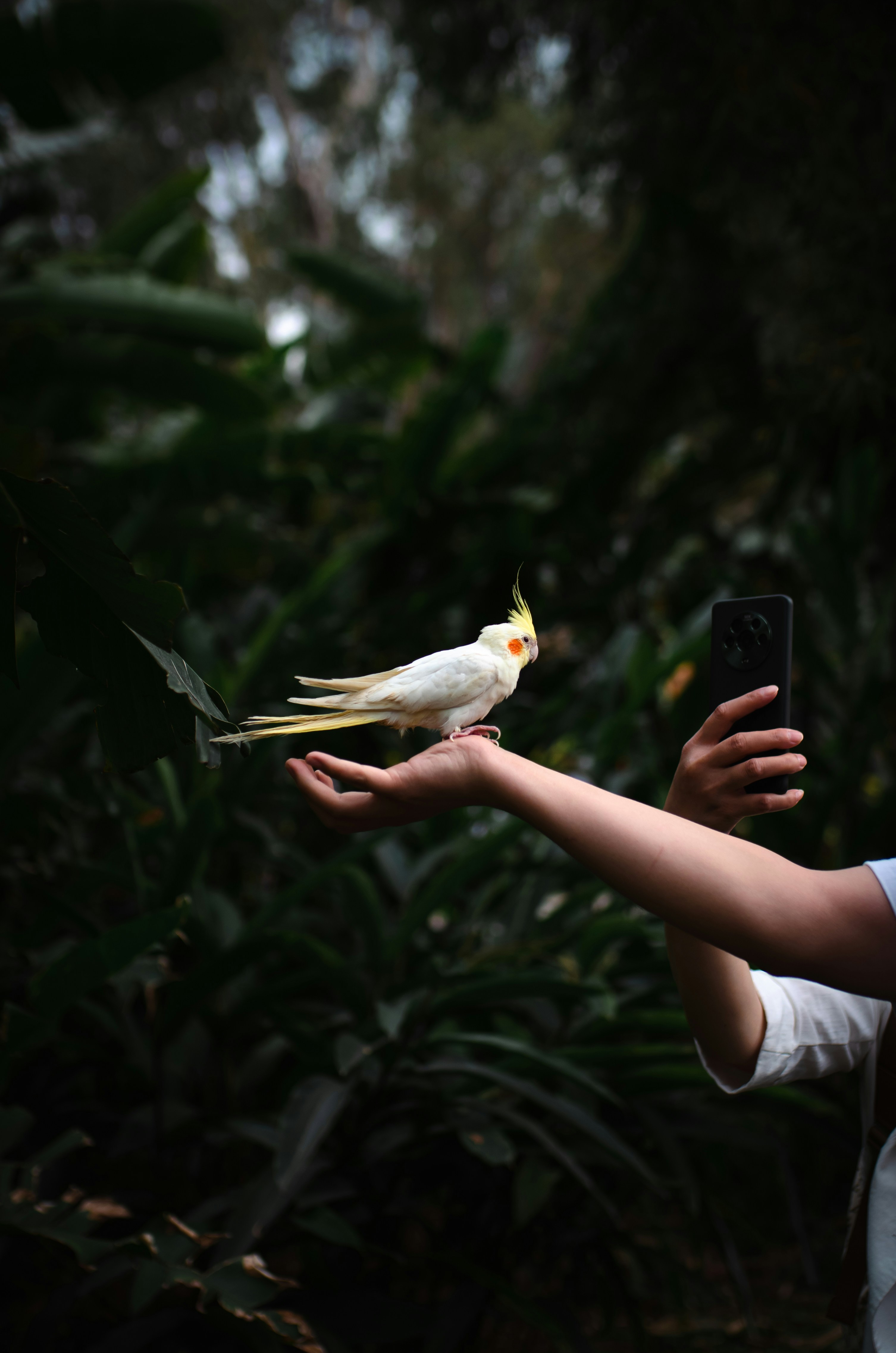 Feathered Pause: White Cockatiel on a Palm in a Quiet Garden