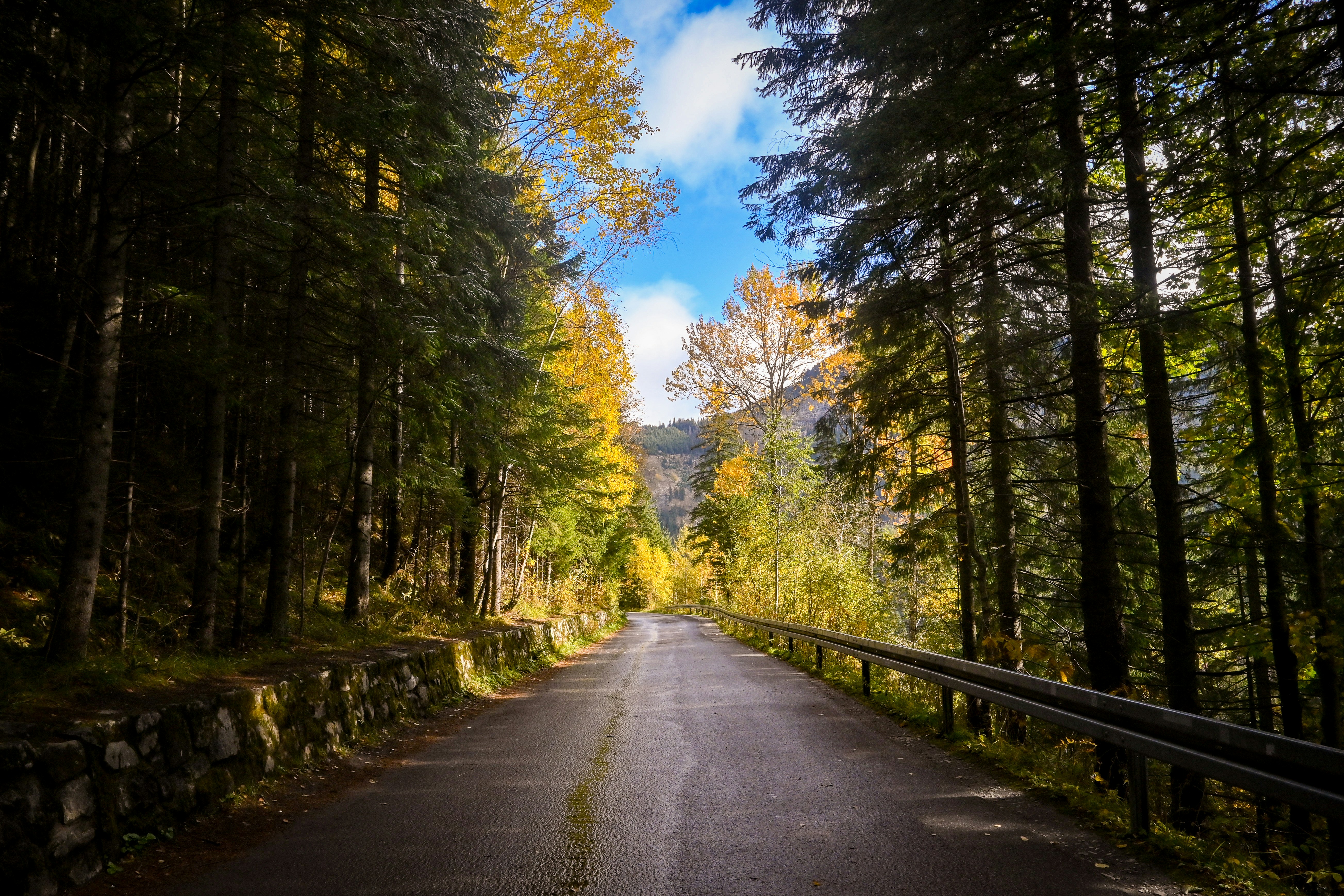 a road in the middle of a forest with lots of trees