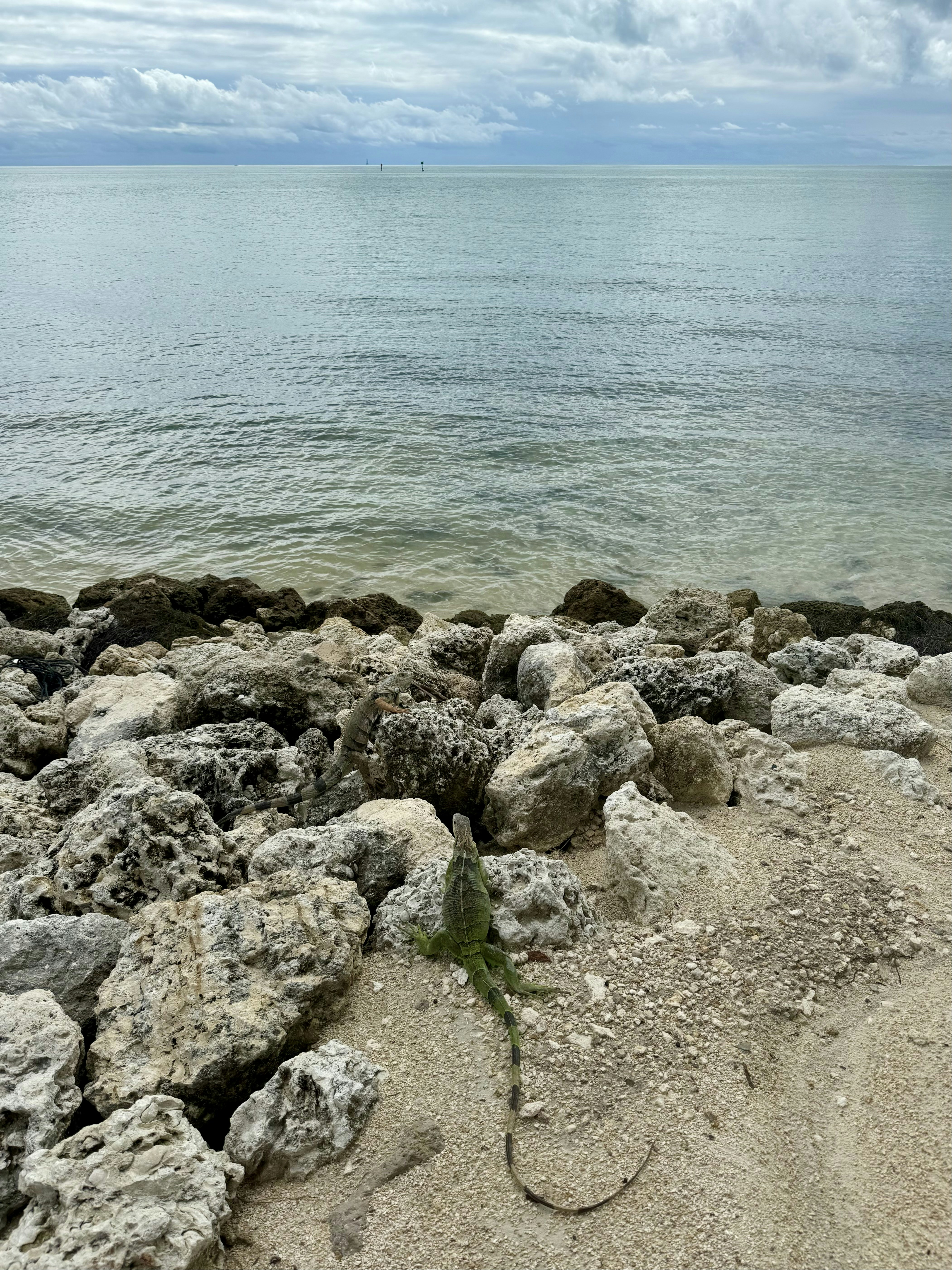 Seaside Rockscape with a Burrowing Lizard at the Water’s Edge