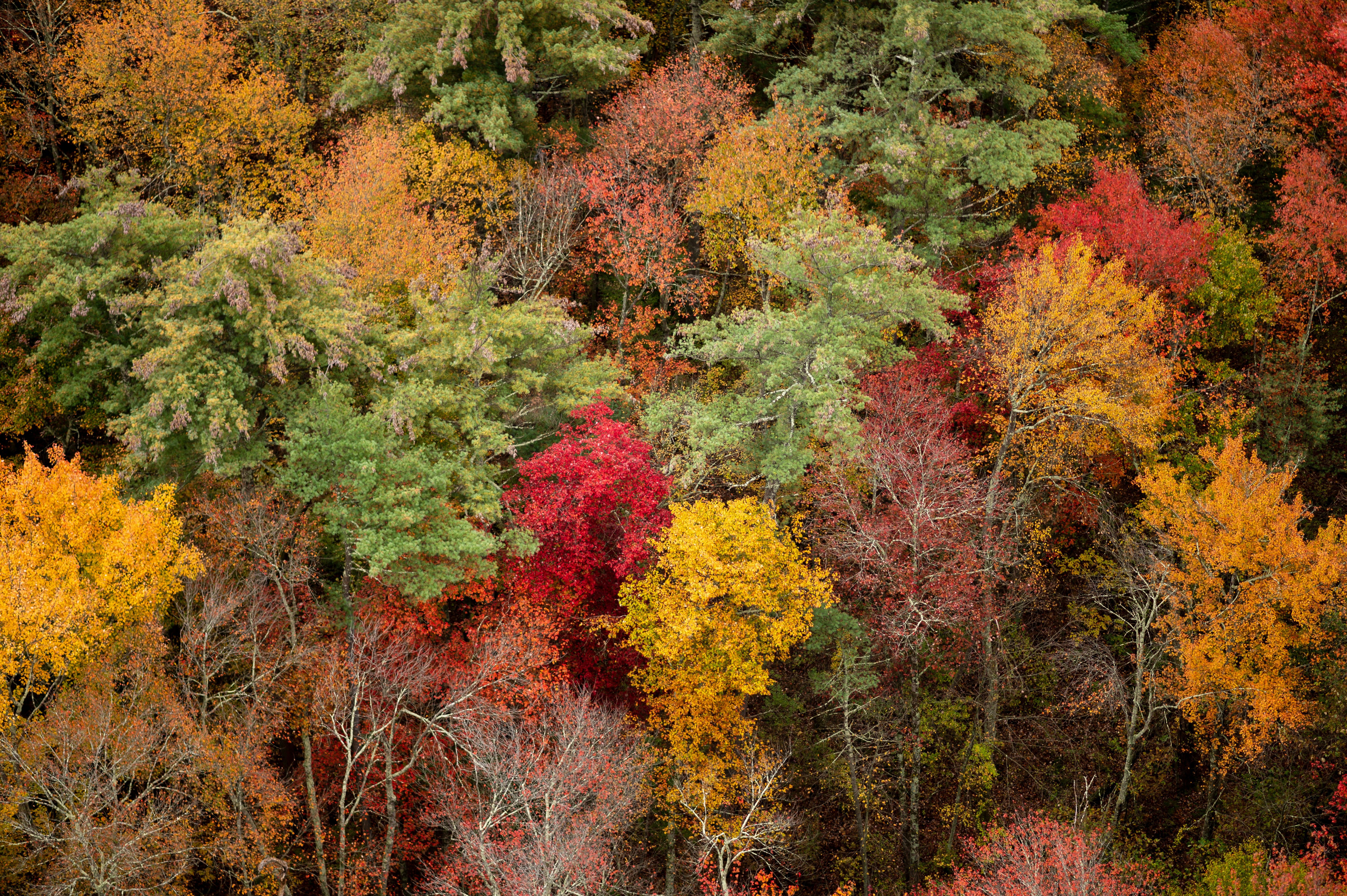 A forest filled with lots of different colored trees photo – Free Usa ...
