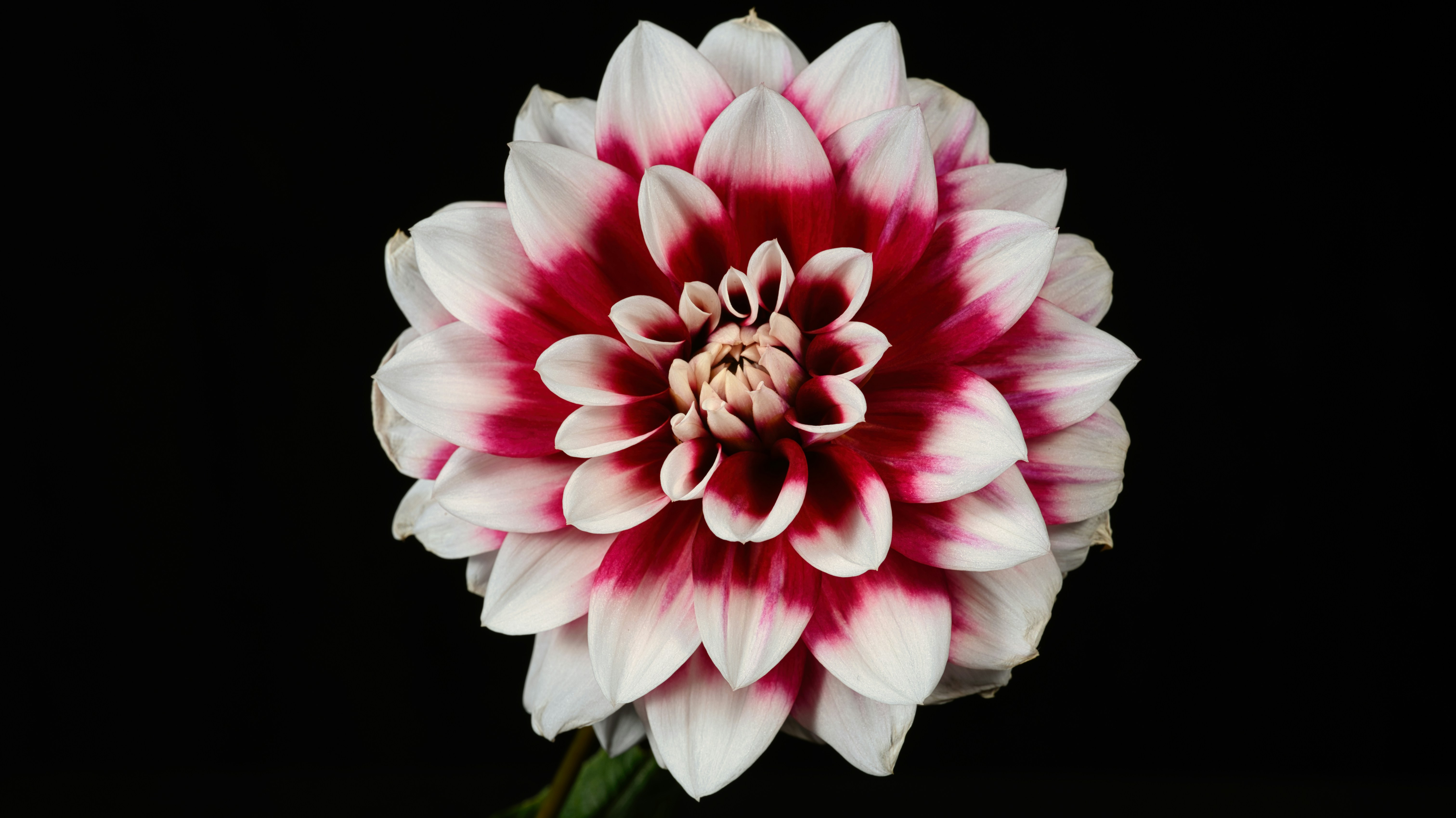 Crimson Center Dahlia: Petal Spiral on Velvet Black