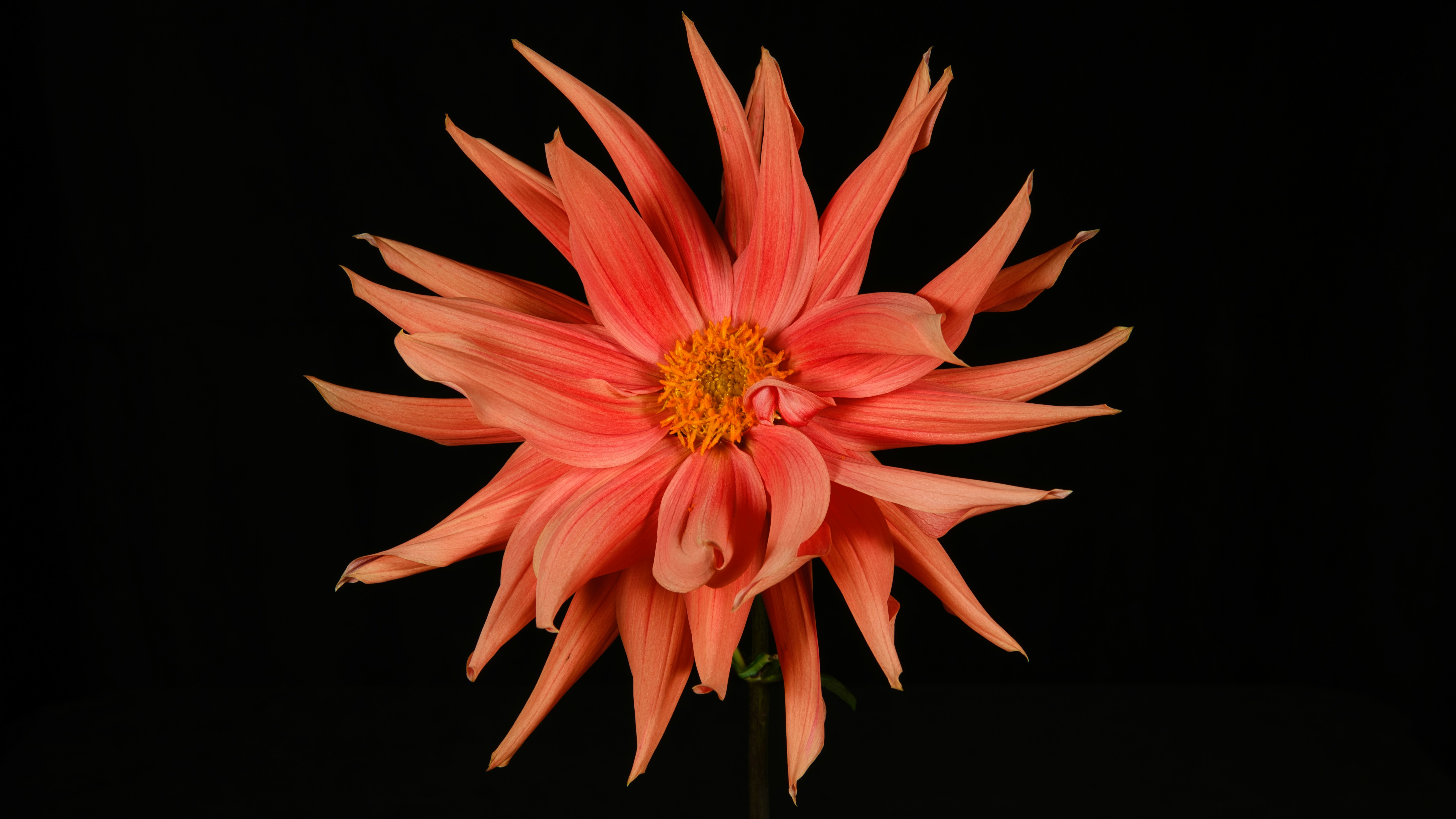 Ember Bloom in Velvet Night: a Coral Flower on a Black Backdrop