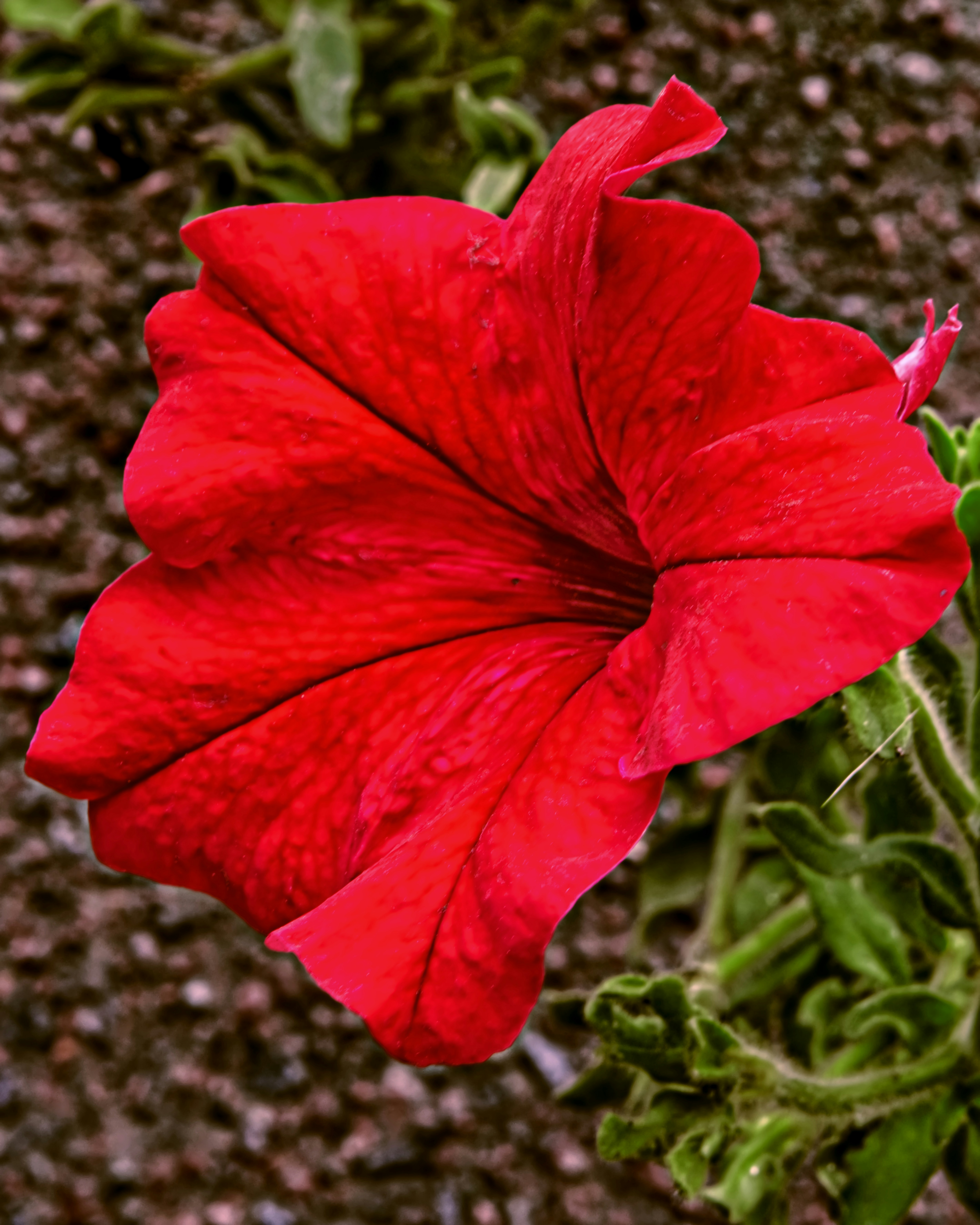 Crimson Elegance: The Petal's Whisper