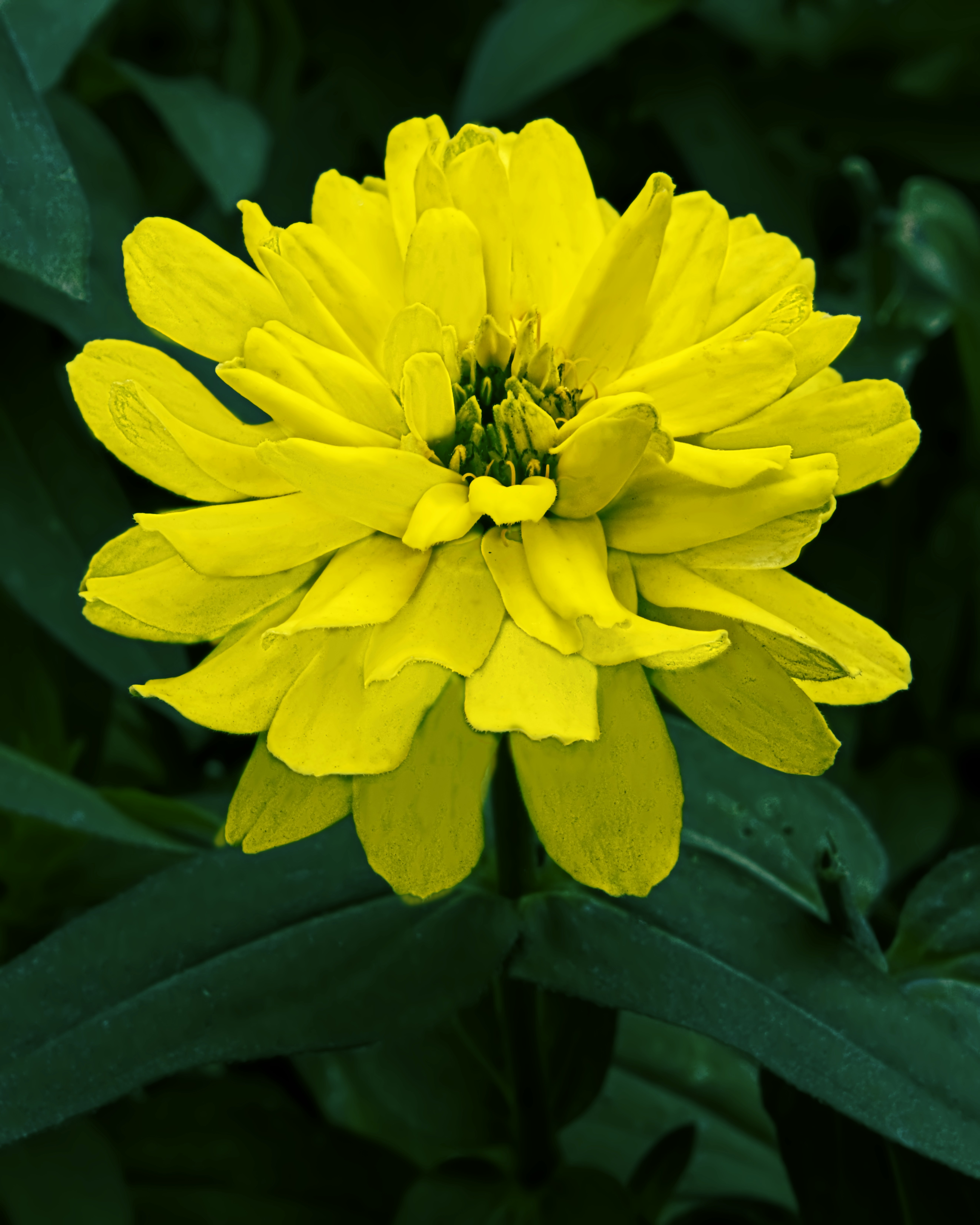 Golden Zinnia: Layered petals bloom against velvet green backdrop