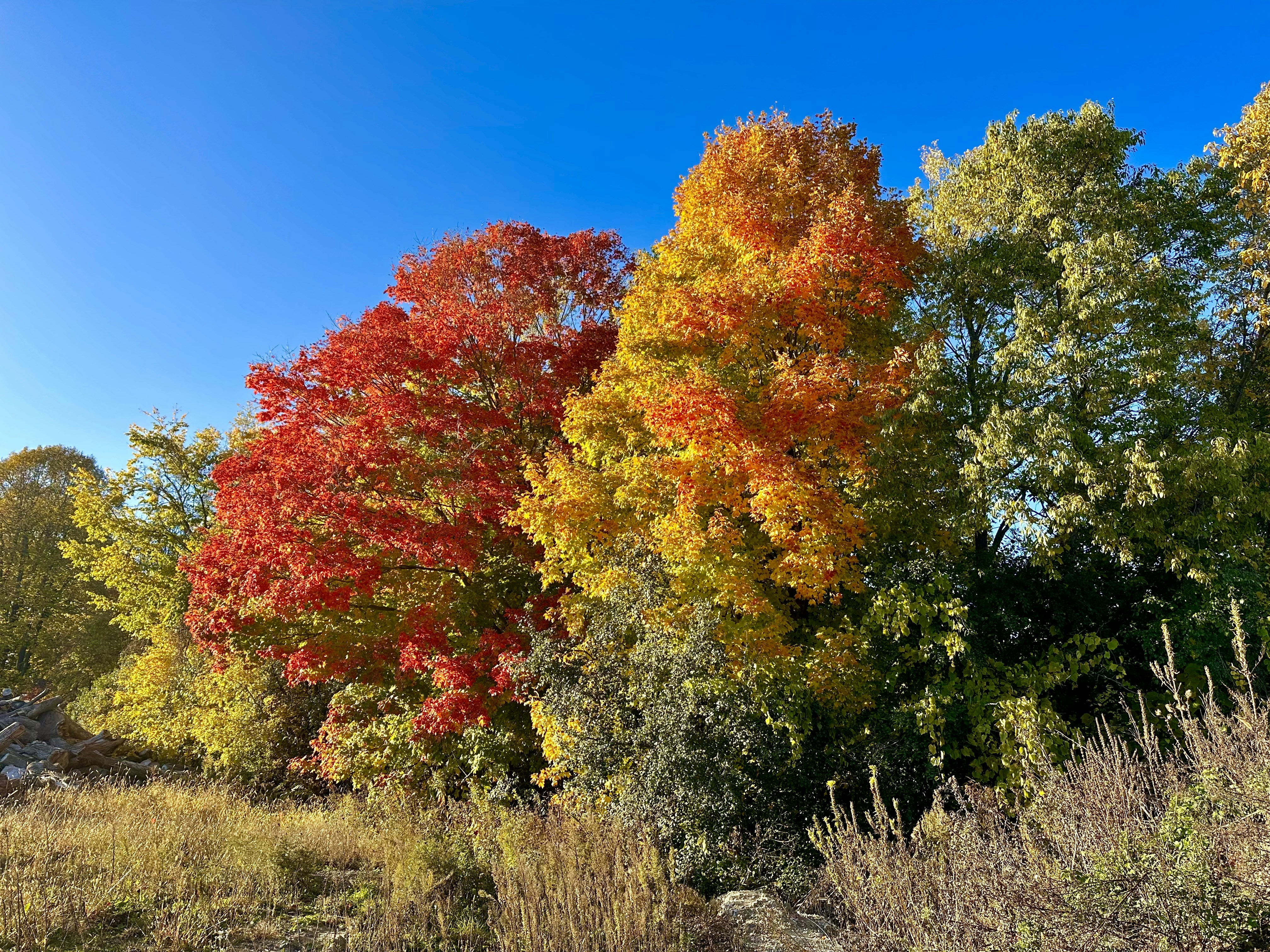 Crimson Canopy Over Golden Grass Under a Clear Autumn Sky