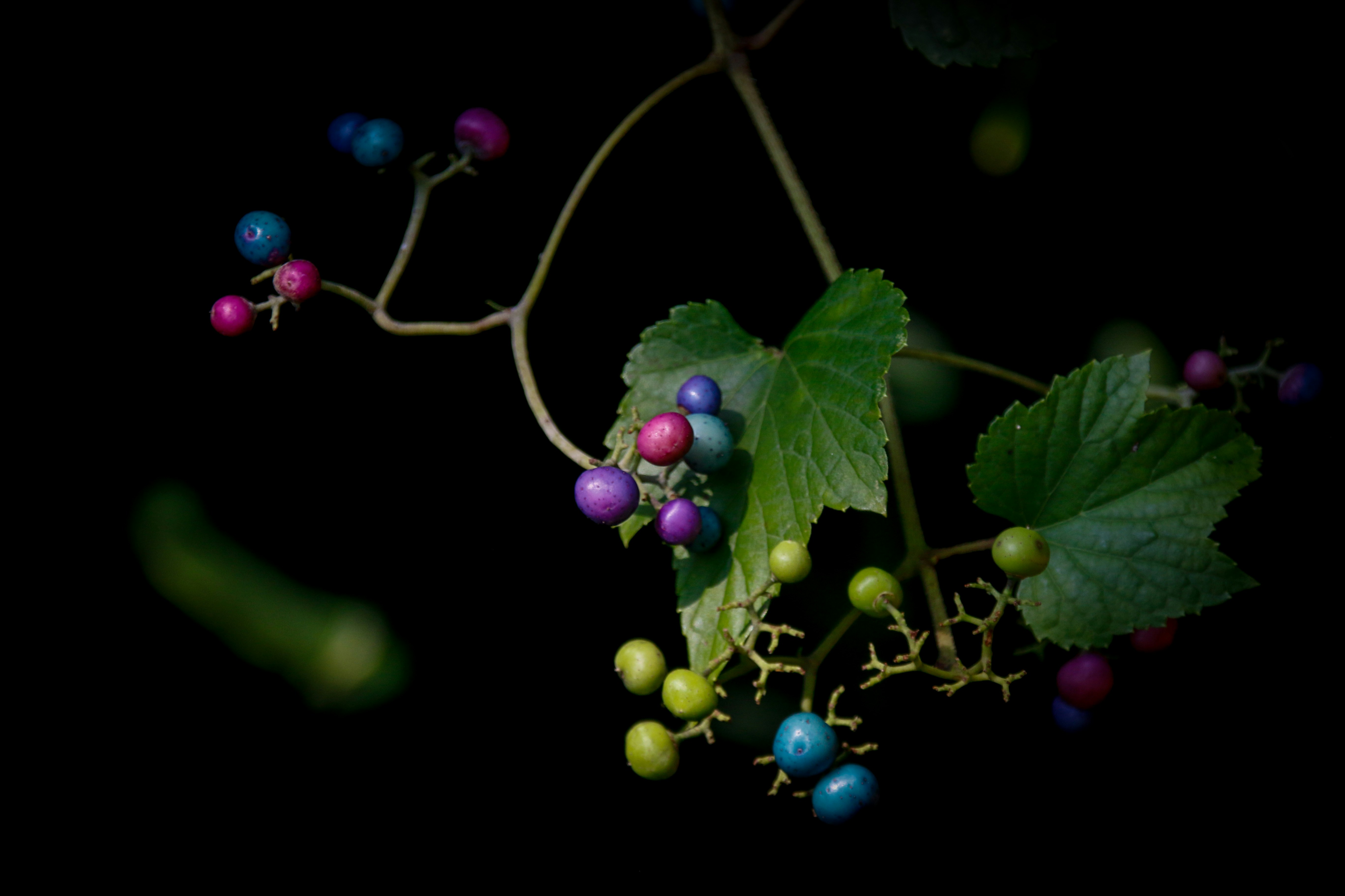 Vibrant Berries against a Velvet Night