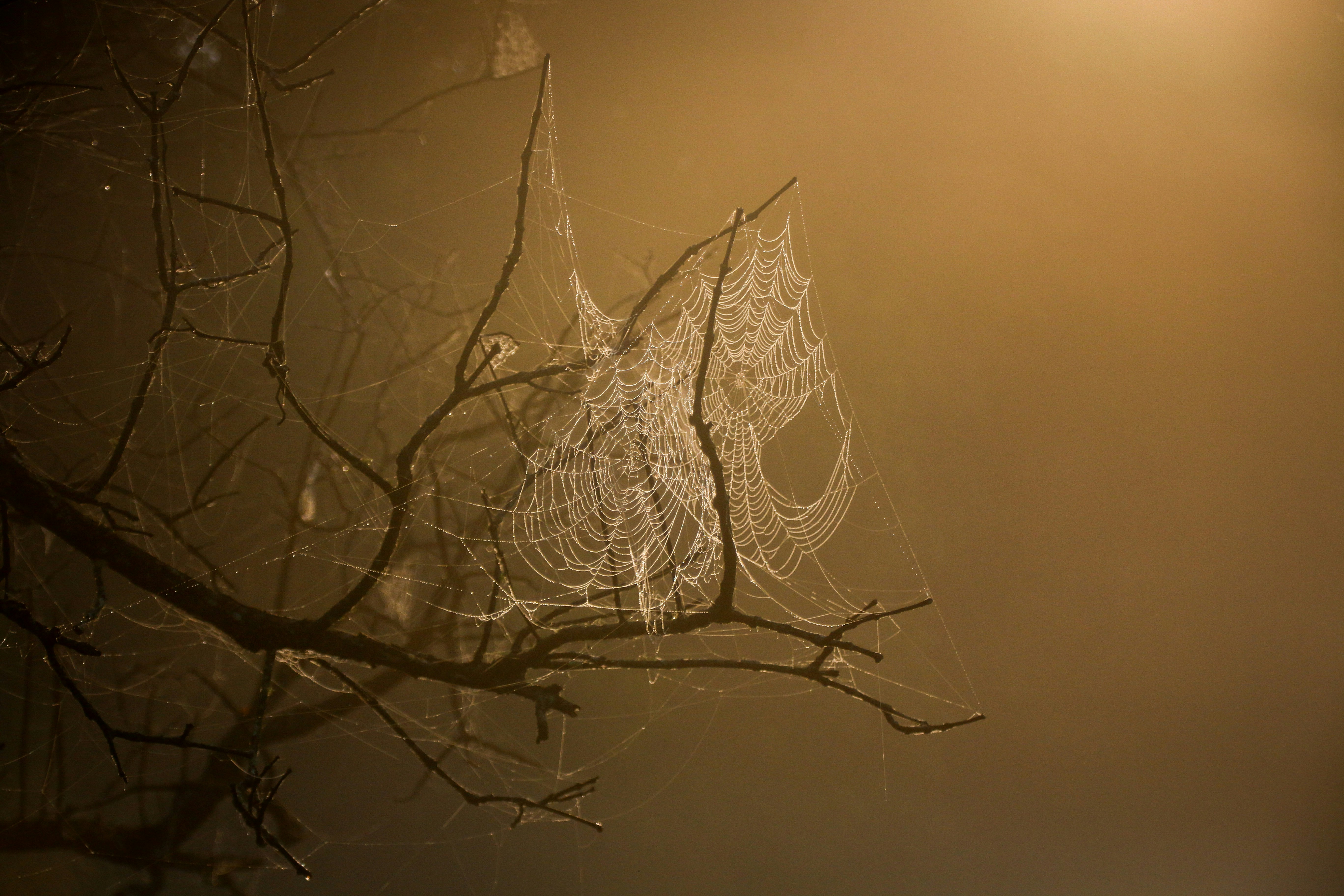 Gilded Dawn Web: Silk Geometry on a Quiet Branch