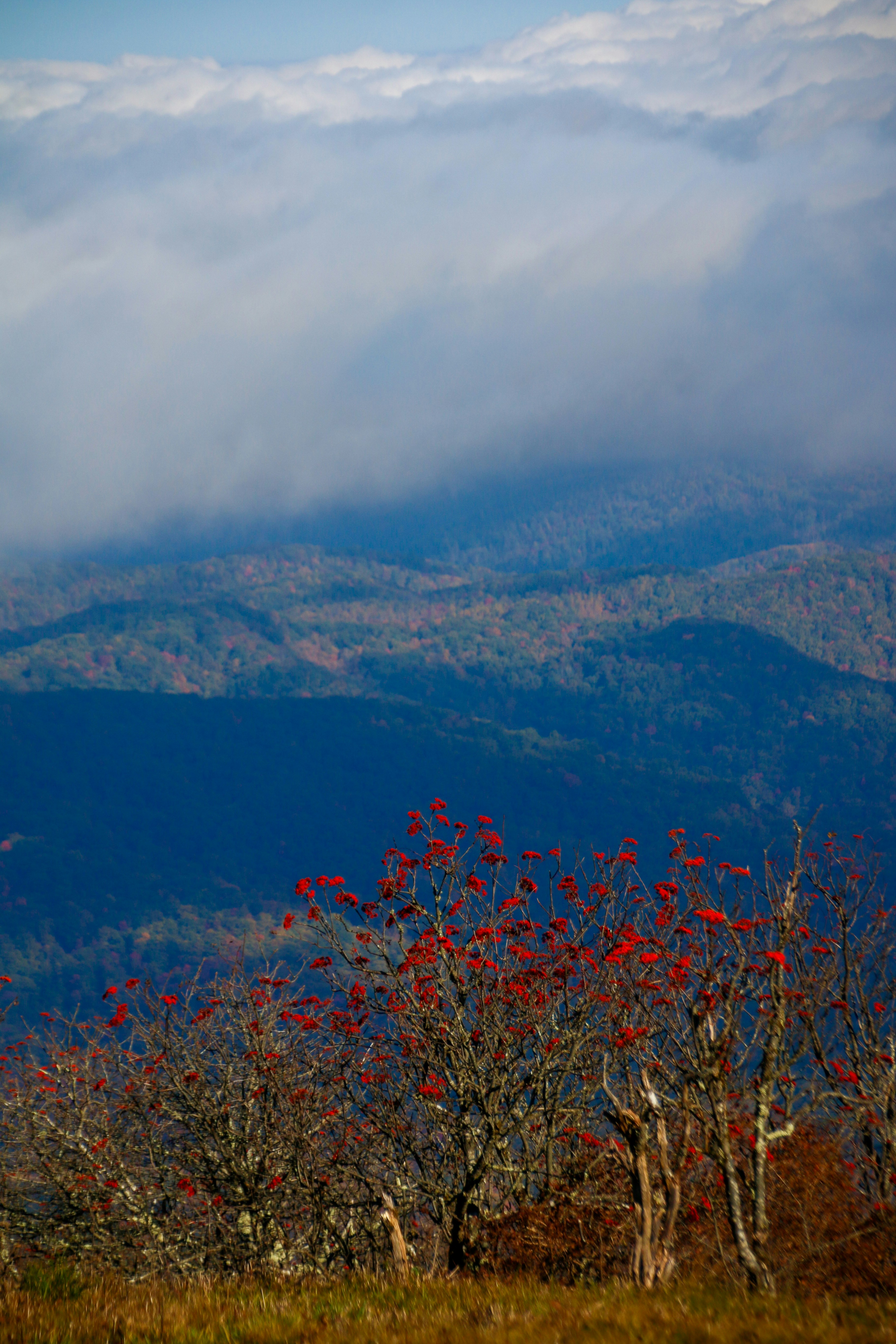Un arbre avec des feuilles rouges au premier plan et une montagne à l ...
