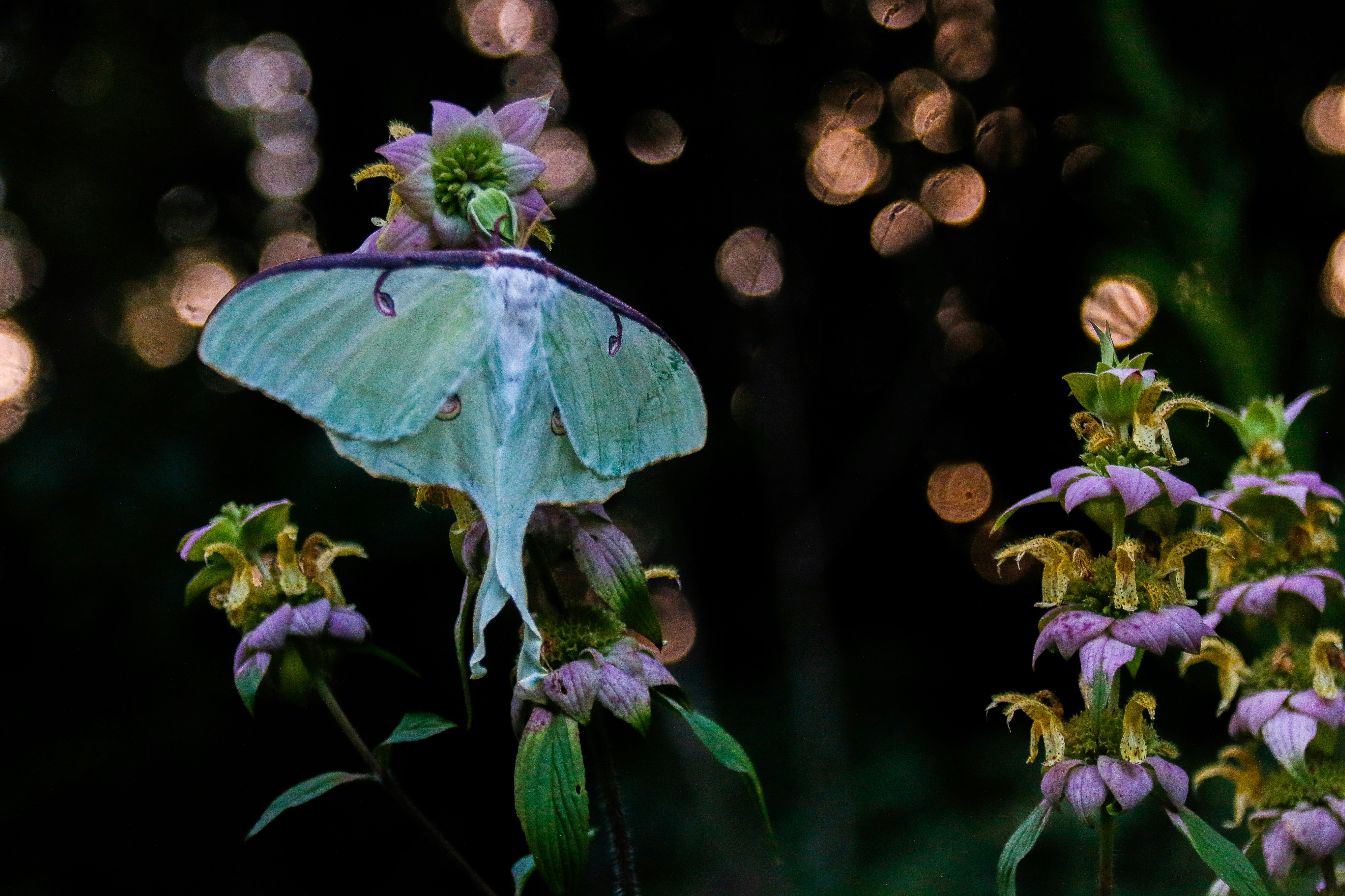 A large blue moth sitting on top of a purple flower photo – Free ...