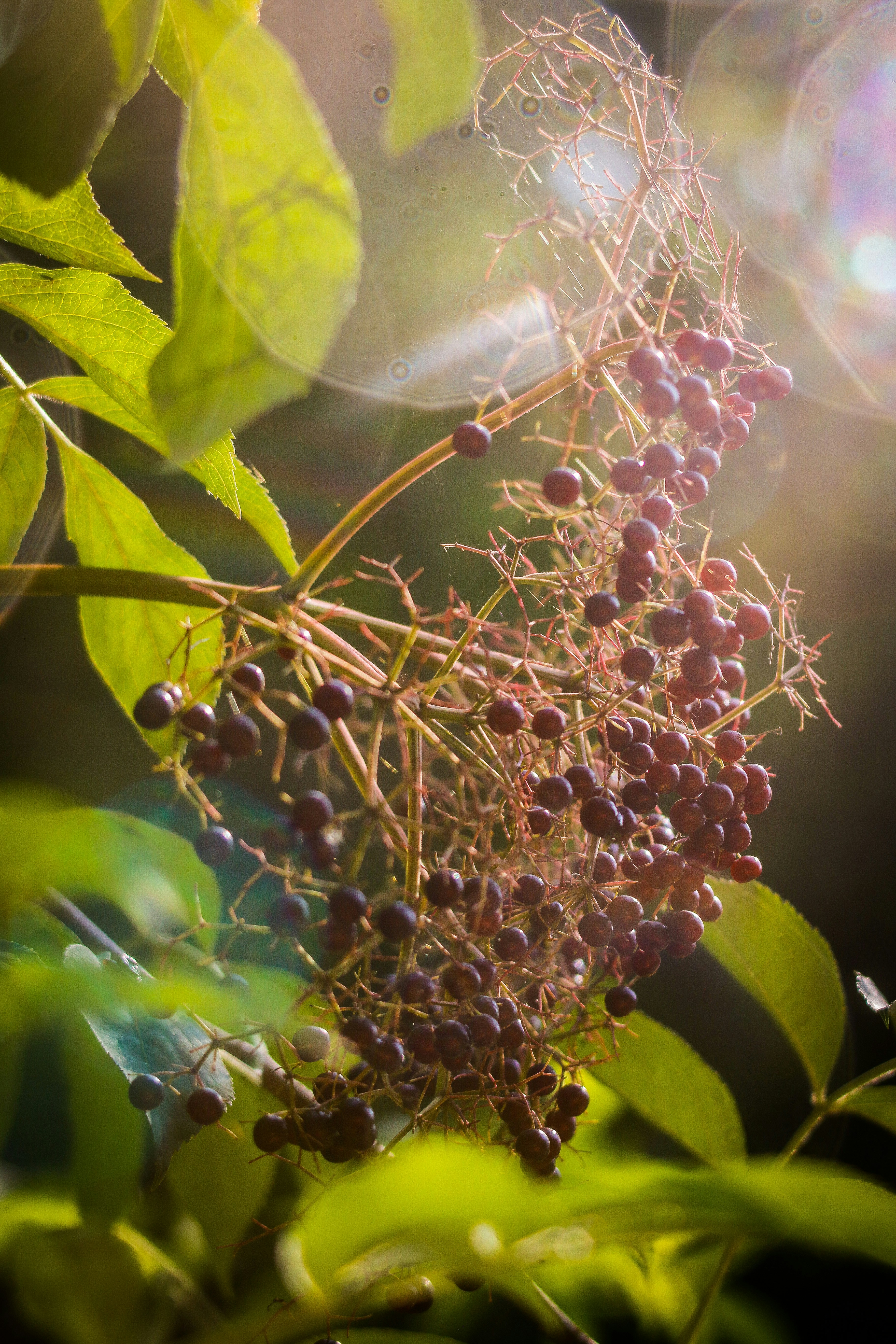 Cluster of berries surrounded by vibrant green leaves, illuminated by soft sunlight. The interplay of light creates a dreamy atmosphere.