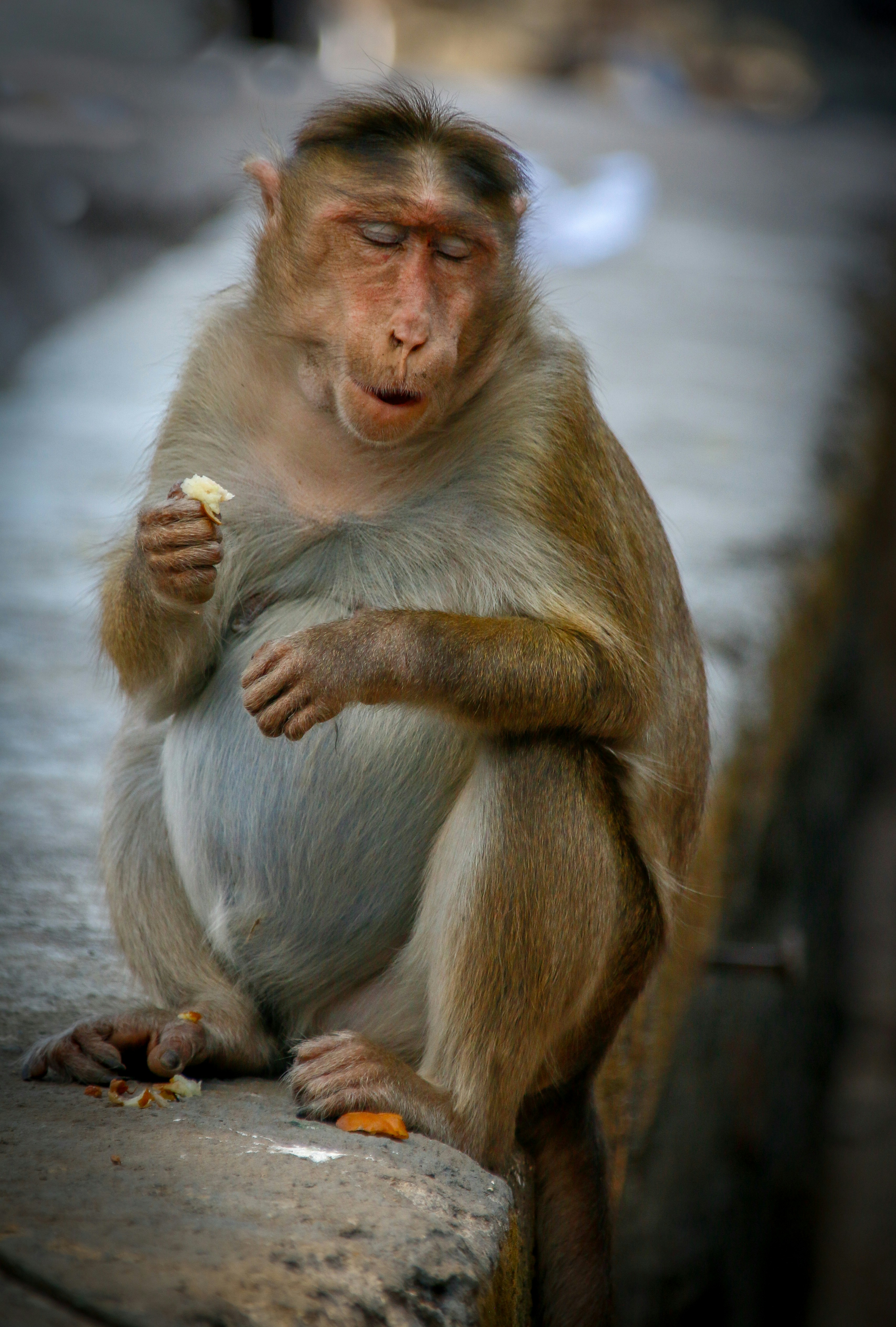 A monkey sitting on a ledge eating food photo – Free Animal Image on ...