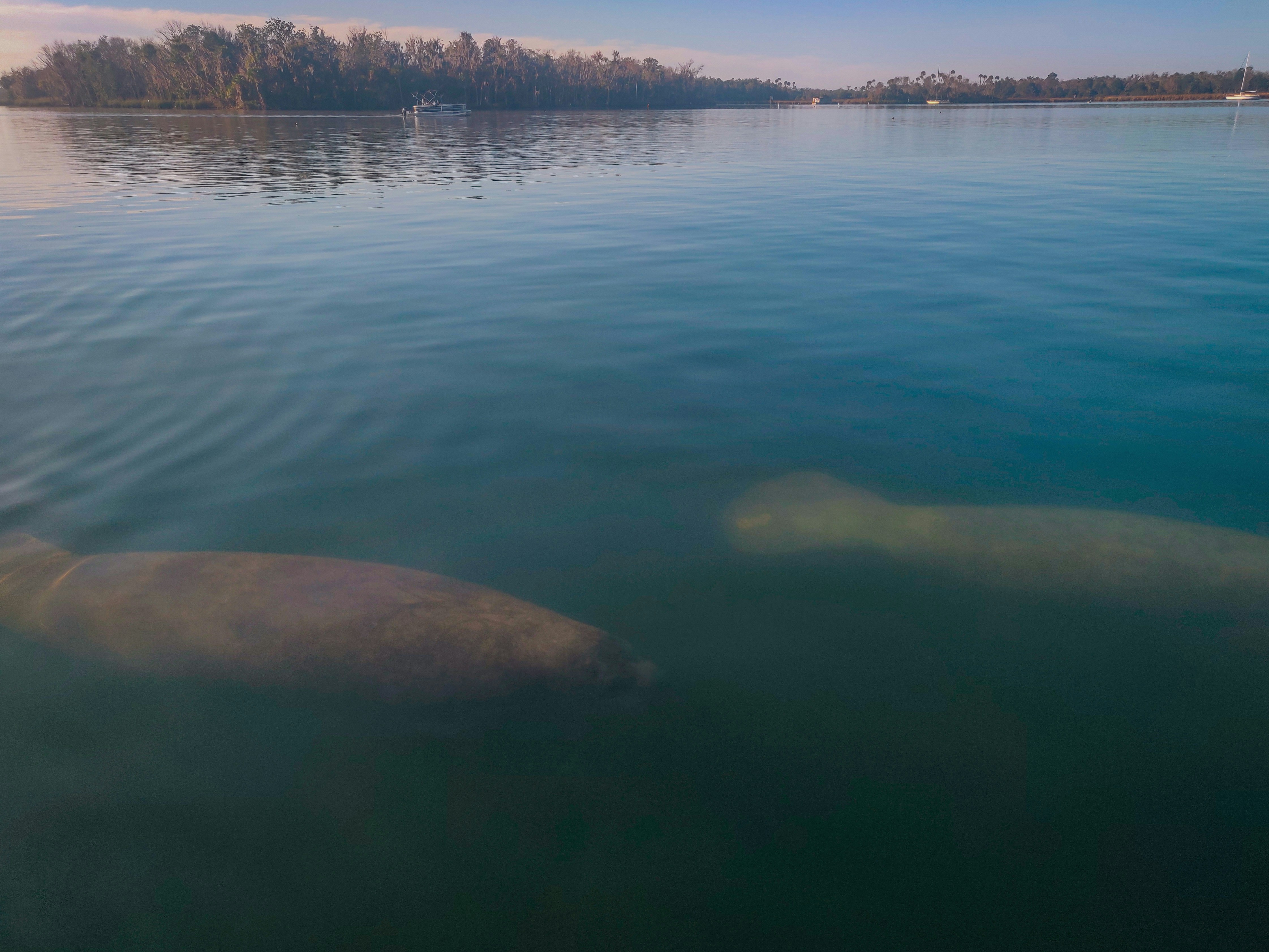 A large animal floating on top of a body of water photo – Free Outdoors ...