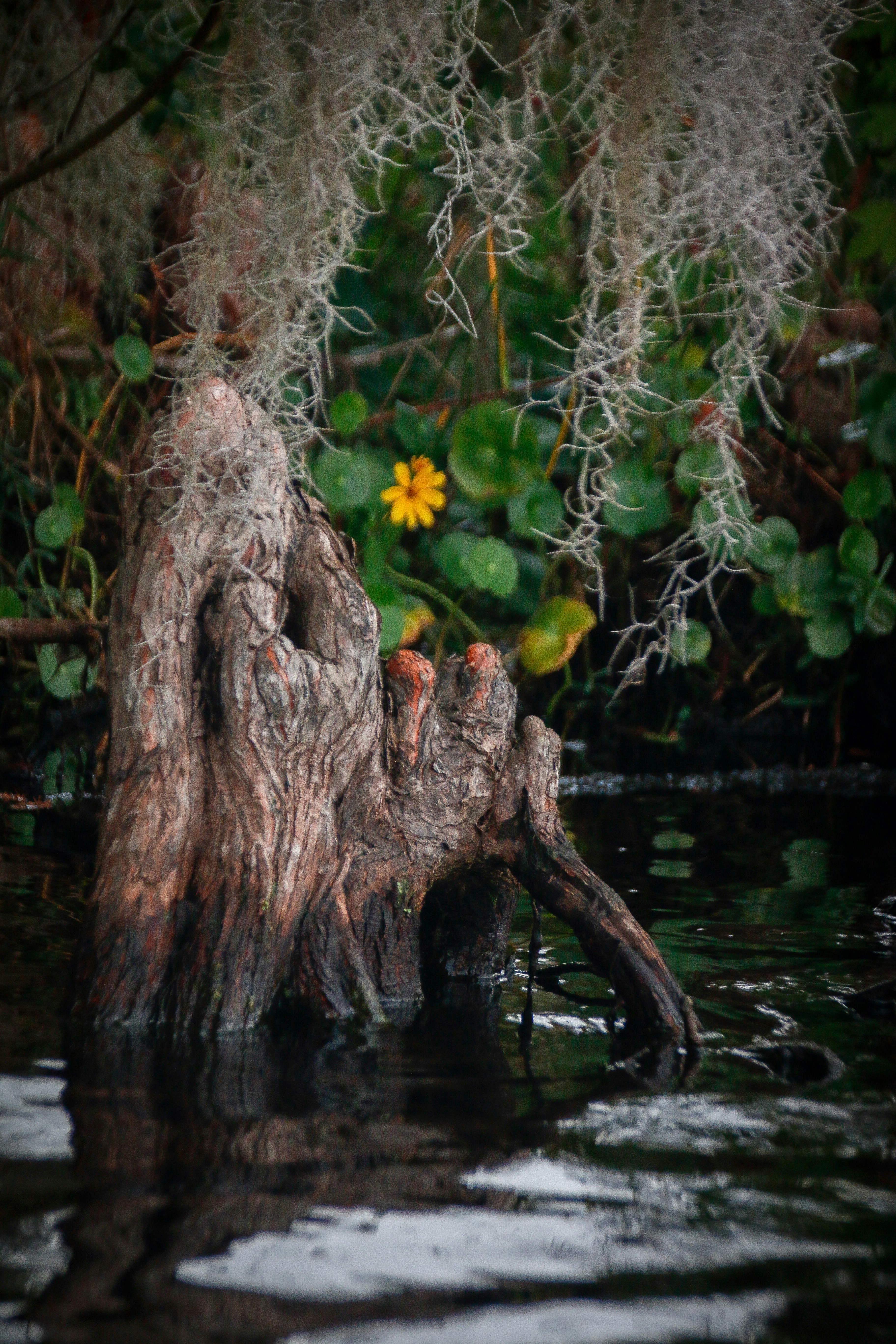 A cypris knee, Spanish moss and some flowers