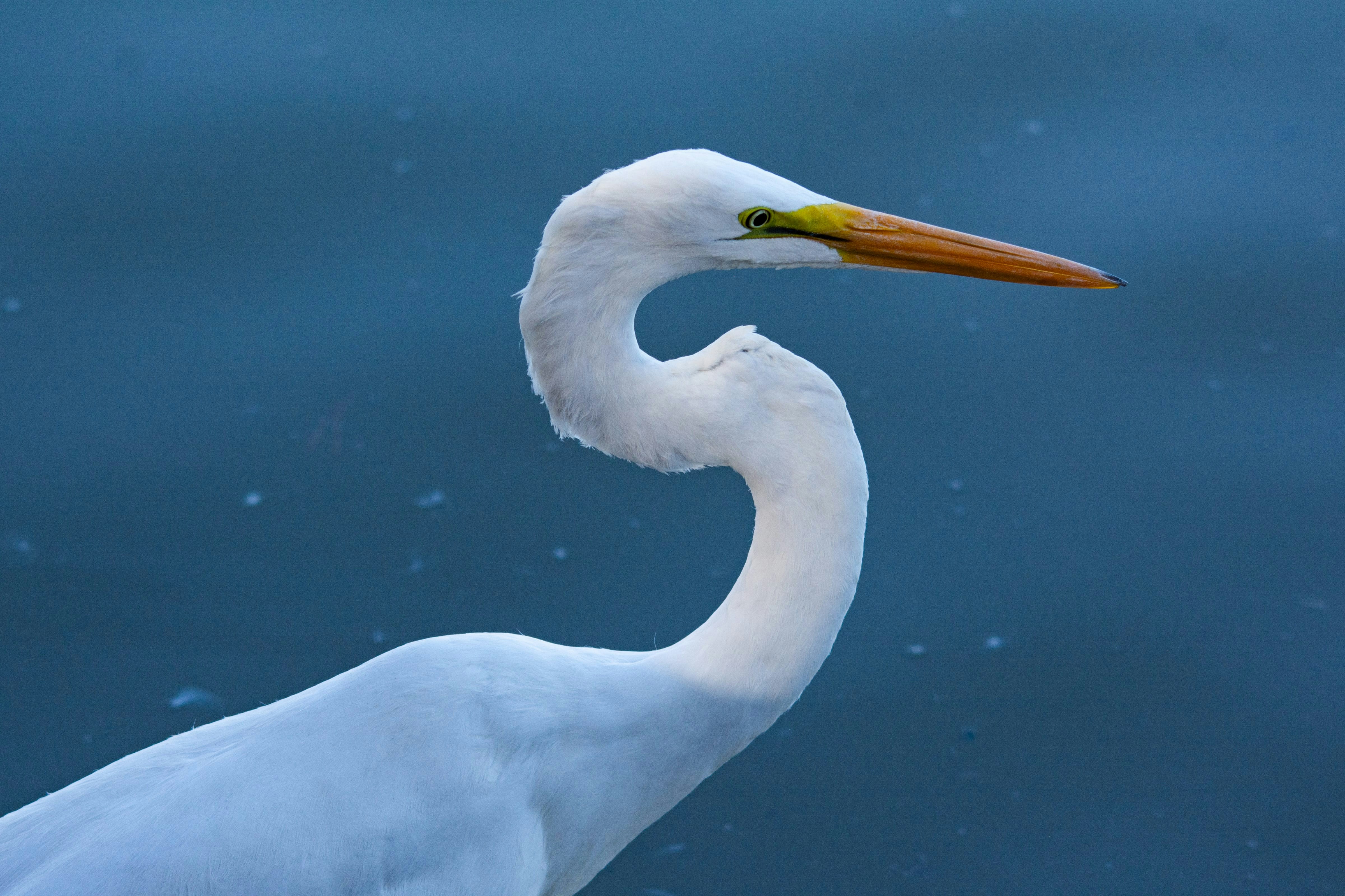 Azure Stillness: The Great Egret’s S-shaped Neck and Amber Beak