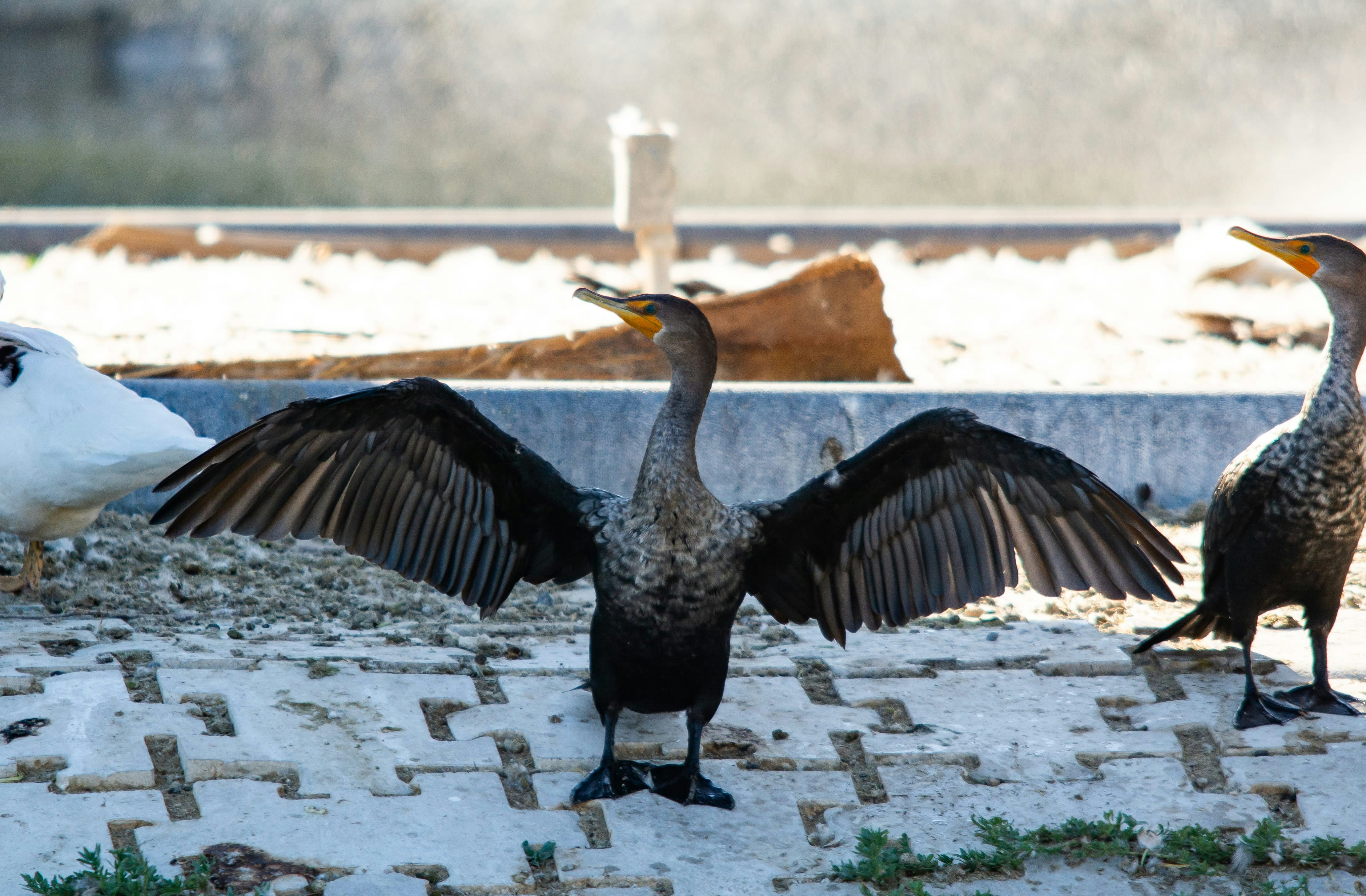 Introduction to Buffer Problems