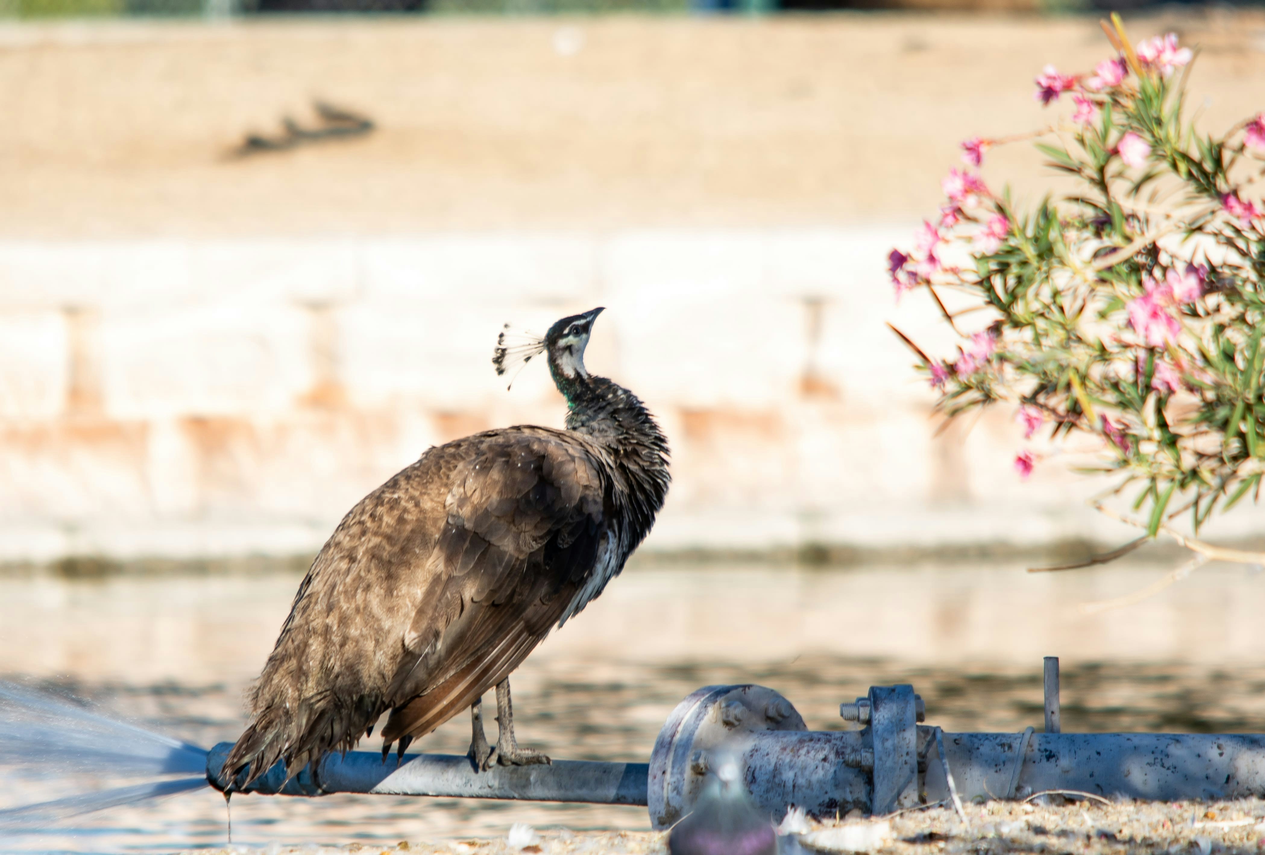 Sunlit Sentinel: a Cormorant on the Riverside Rail