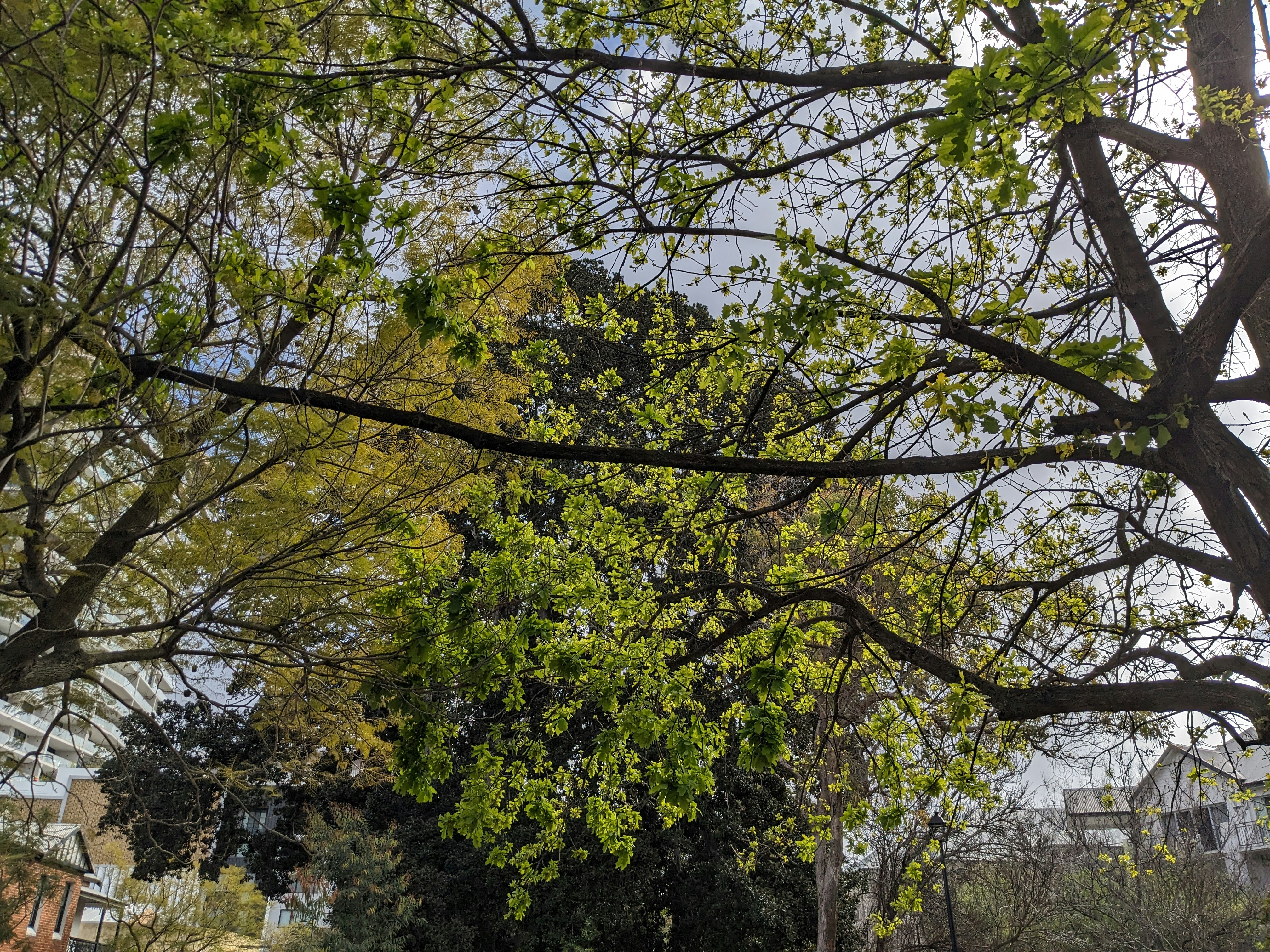 Park bench beneath a leafy tree in a city setting with buildings visible in the background.