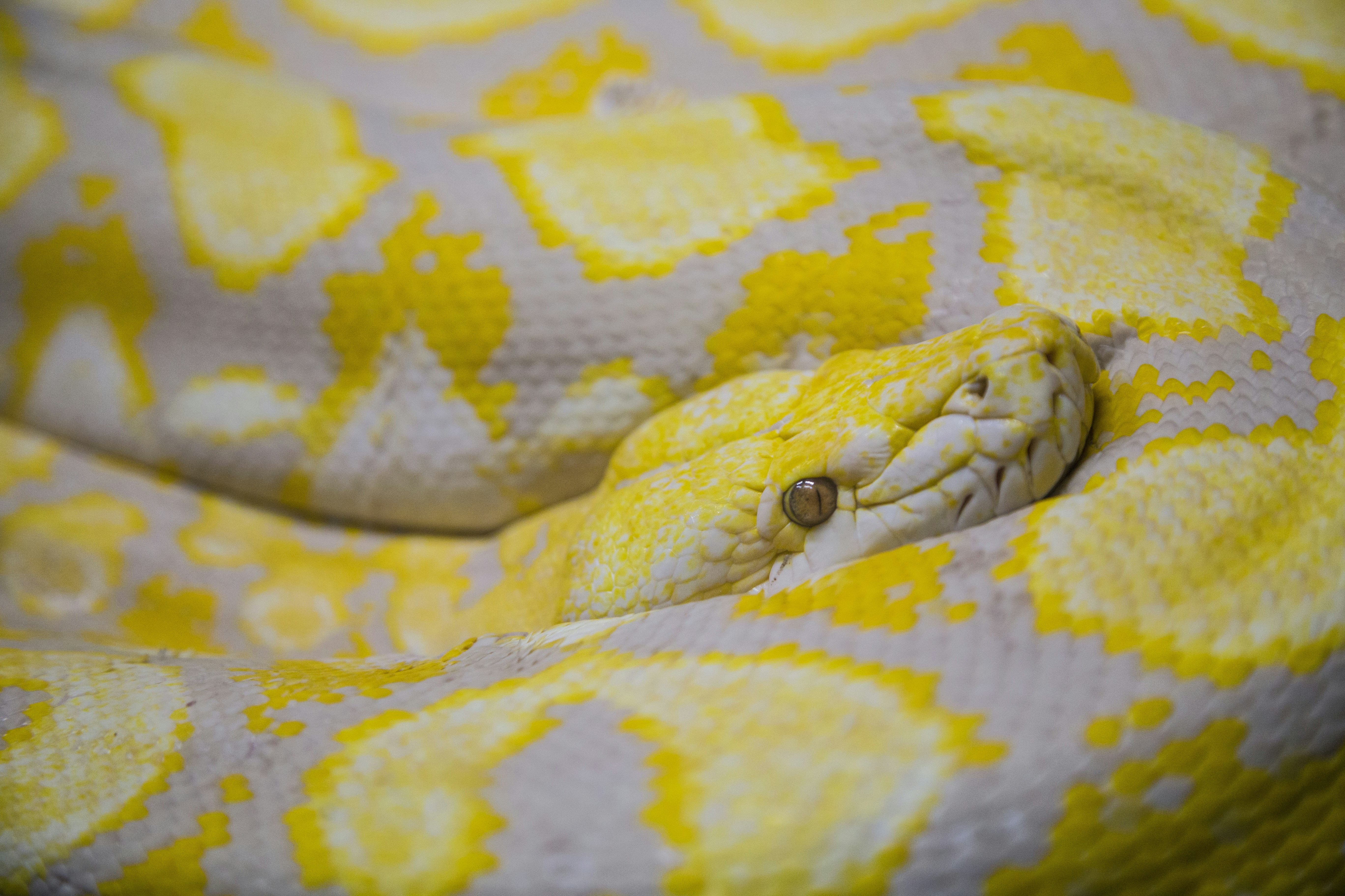 A close up of a yellow and white snake photo – Free Isfahan Image on ...