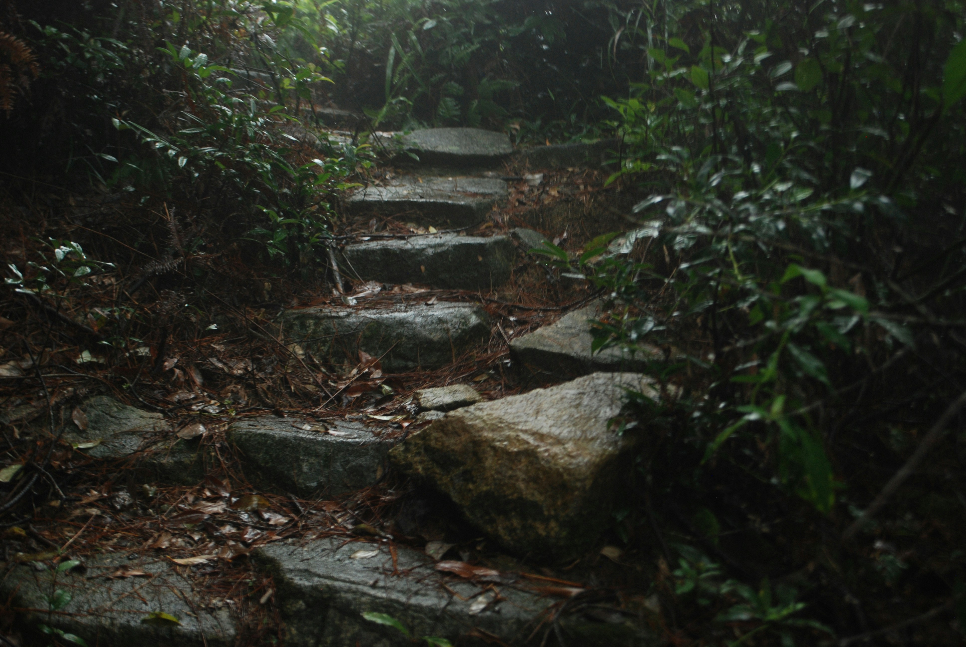 Moss-Covered Stone Steps Lead the Eye into a Shadowed Forest