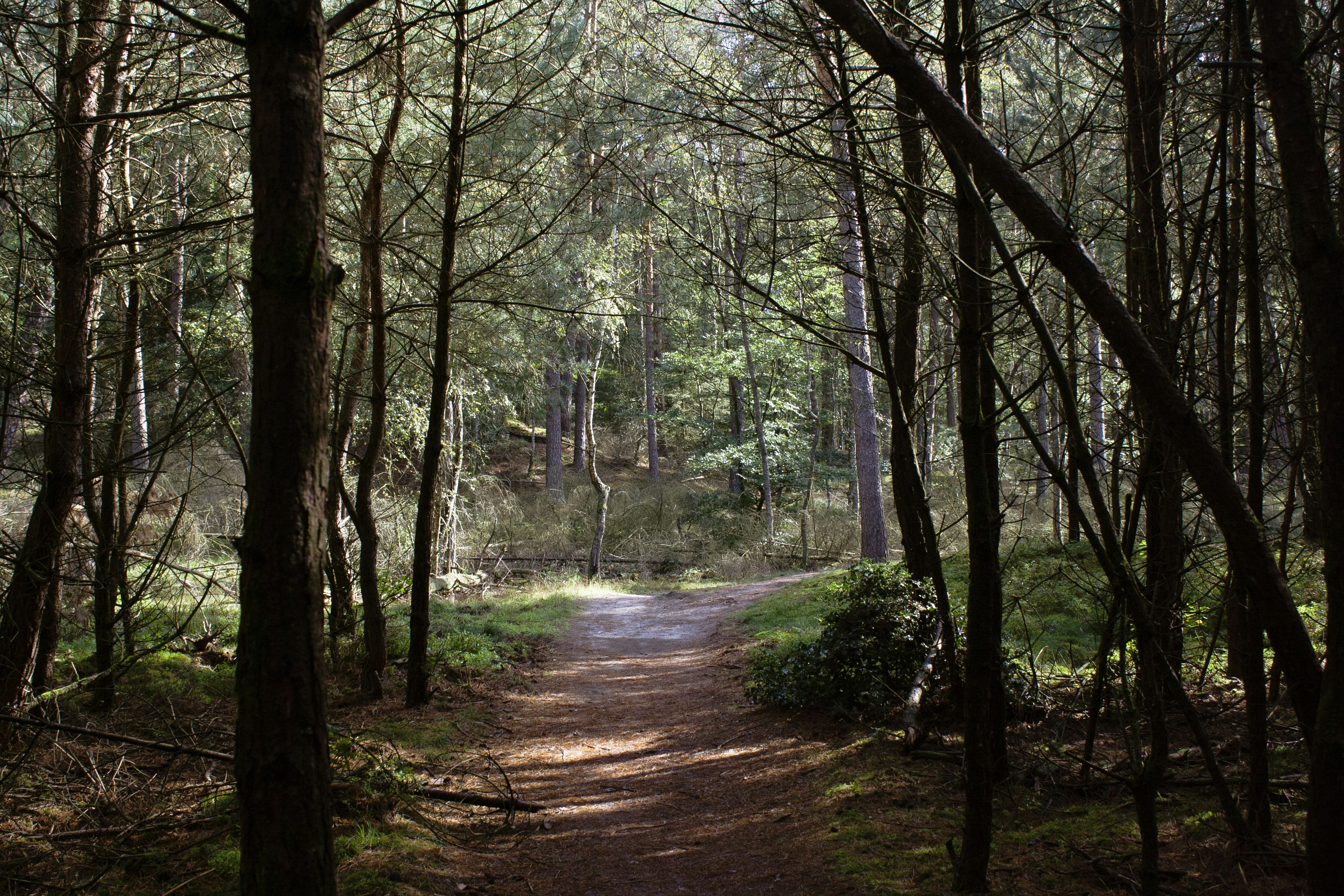 A dirt path in the middle of a forest photo – Free Leuvenumse bos Image ...
