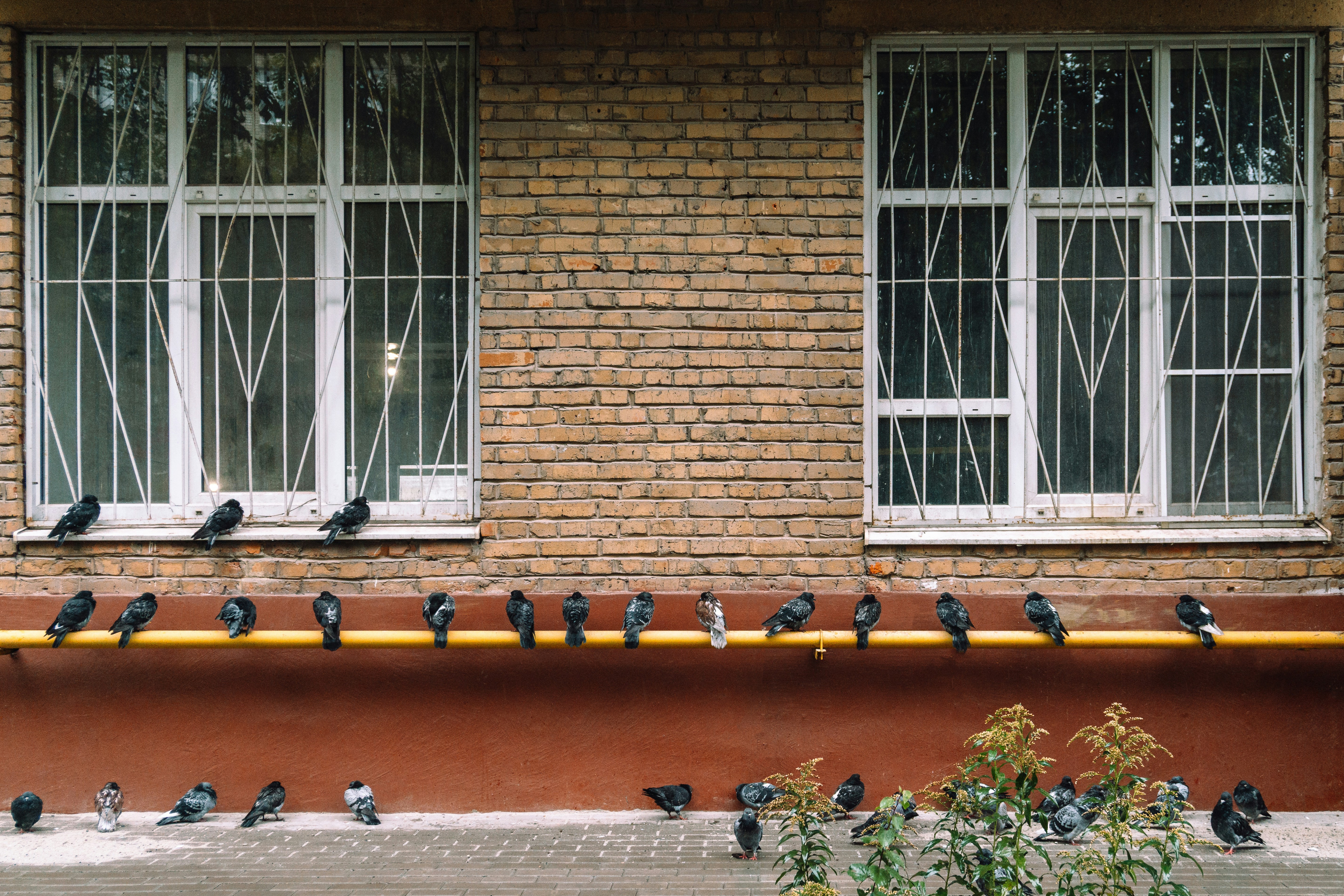 Urban Chorus Along a Sunlit Pipe Beneath Brick Windows