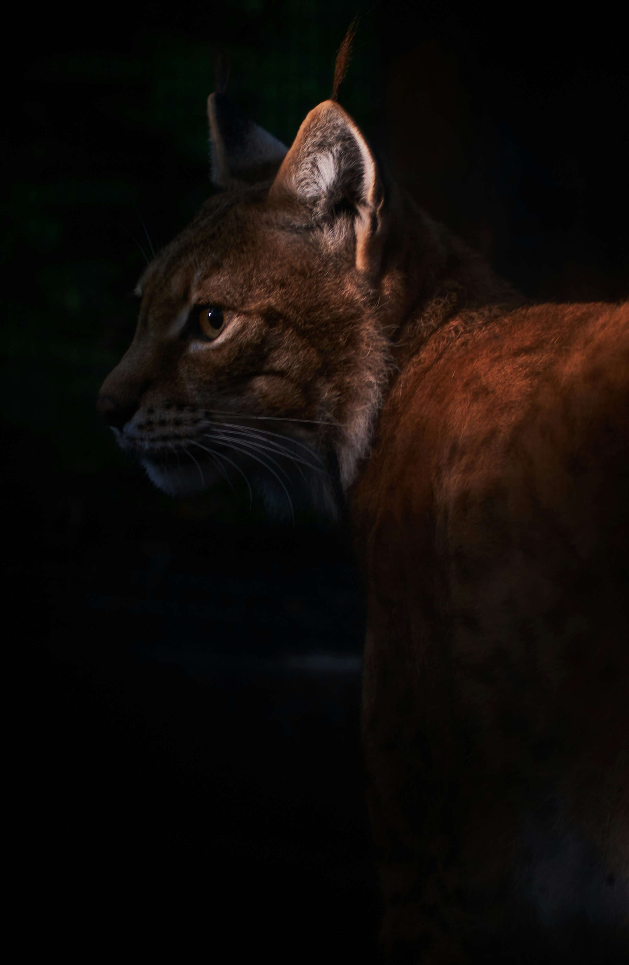 500+ Lynx Pictures [HD] | Download Free Images on Unsplash