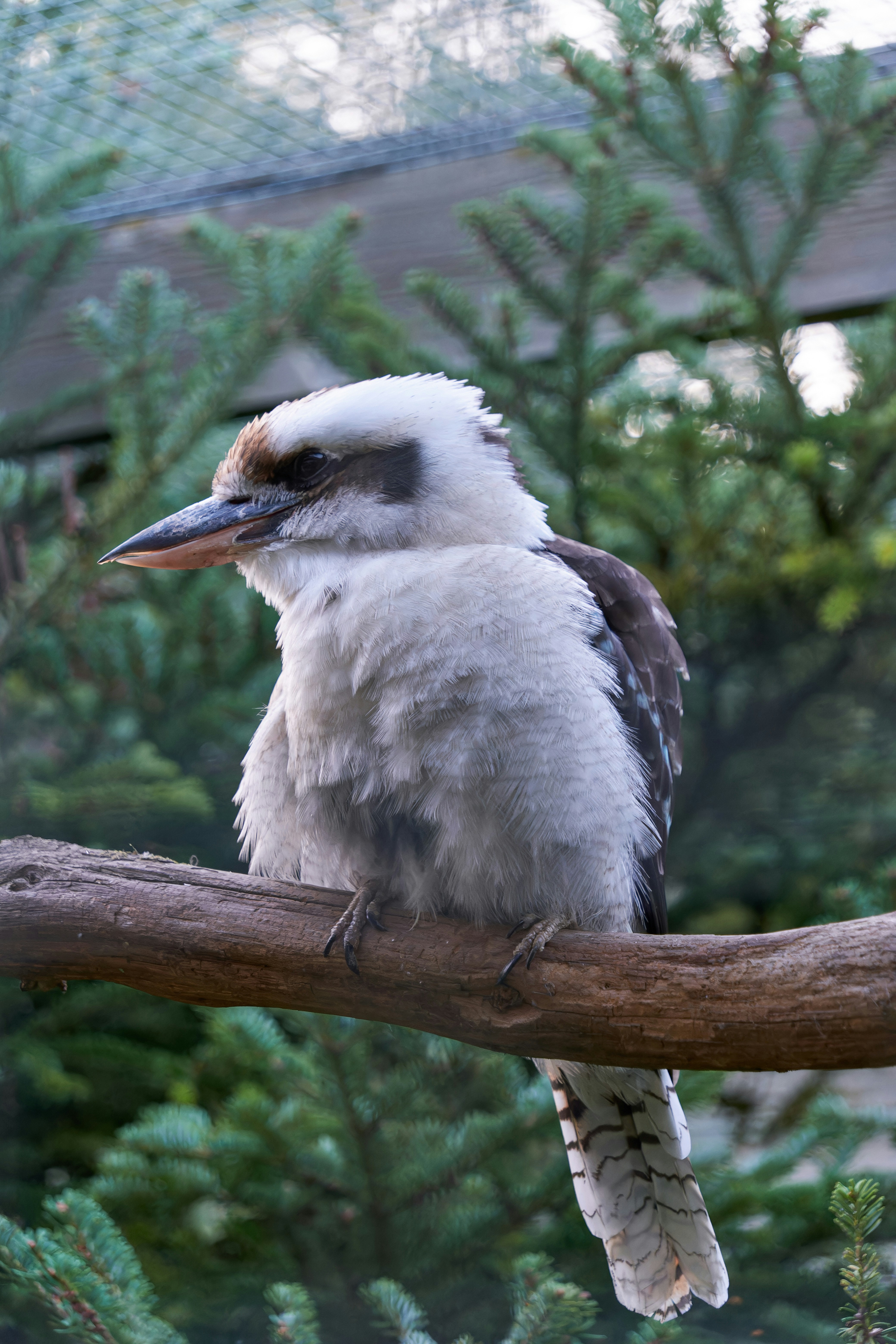 Kookaburra Pictures | Download Free Images on Unsplash
