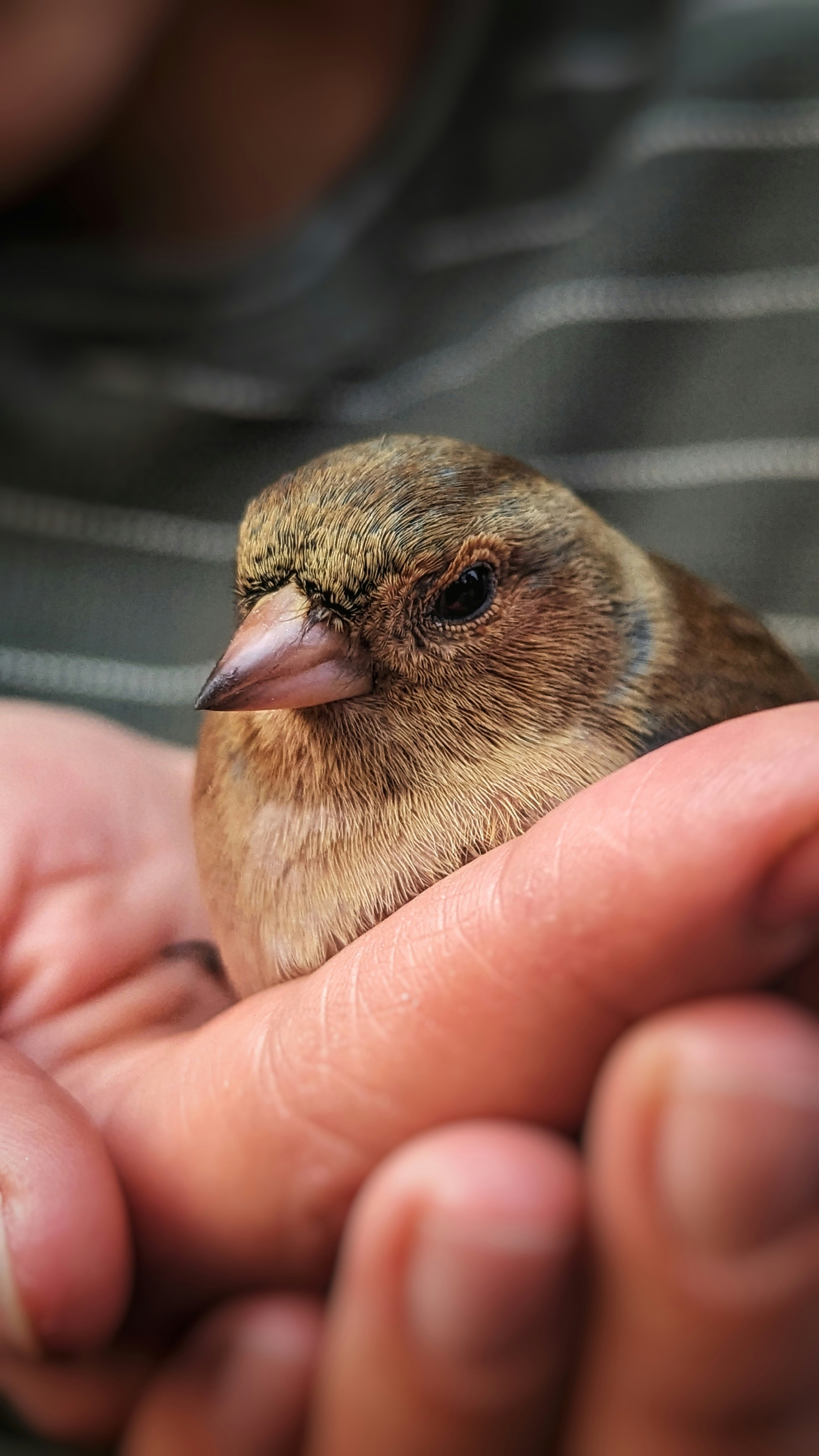 Gentle Portrait: A Tiny Bird Cradled Between Caring Fingers