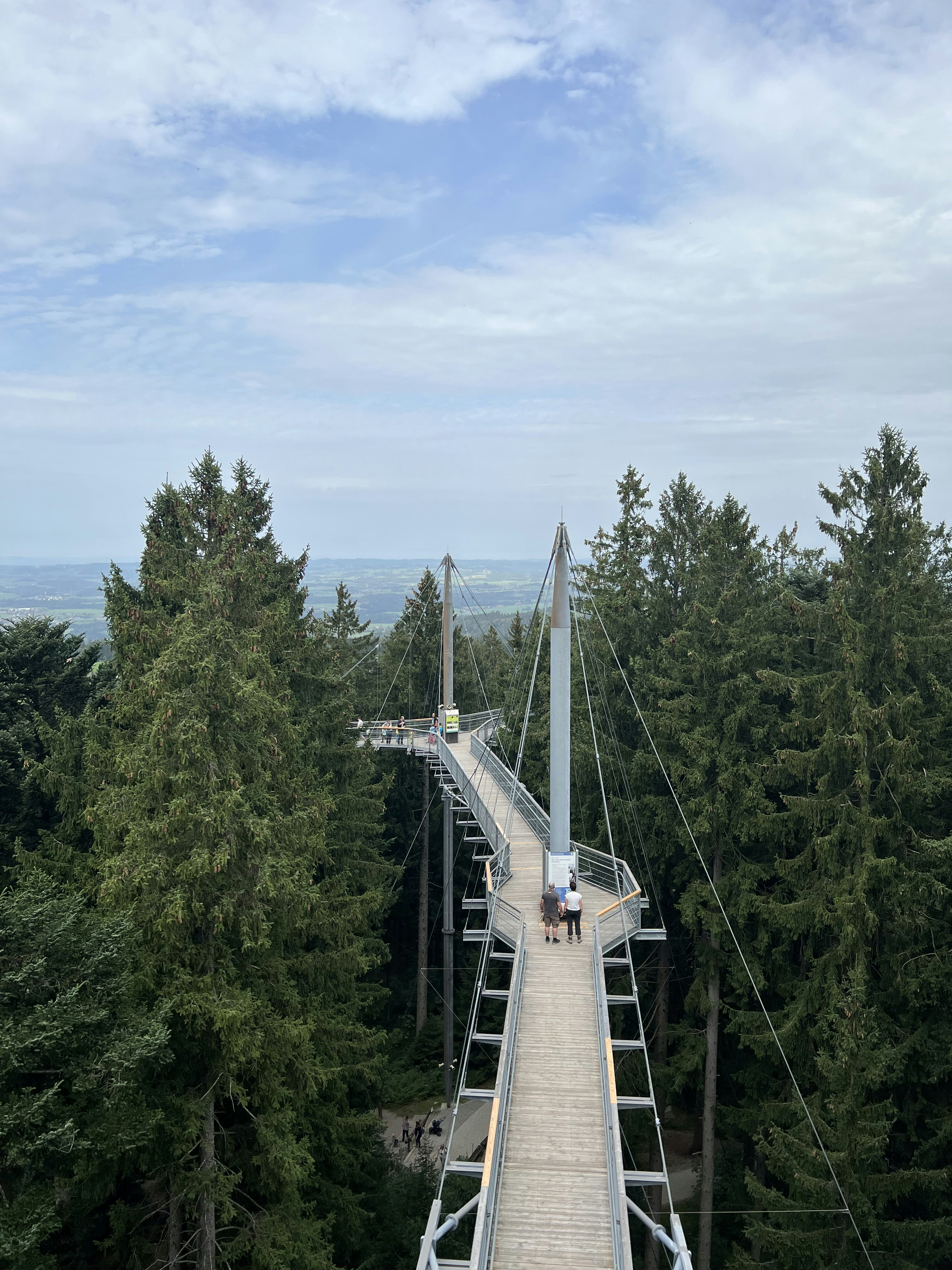 Canopy Crossing: A Suspended Walk Between Pines