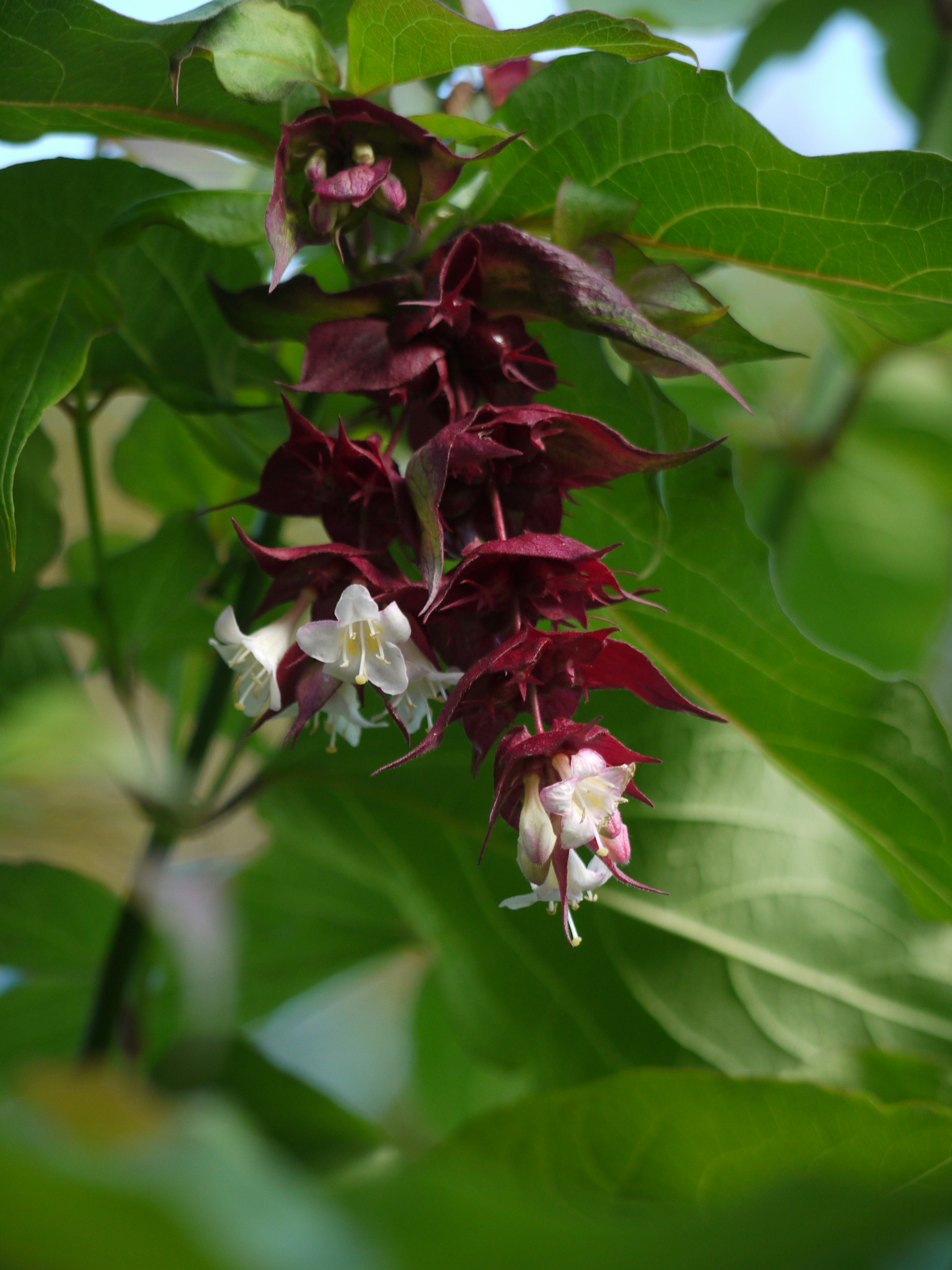 Crimson Blooms Dangling Through an Emerald Veil