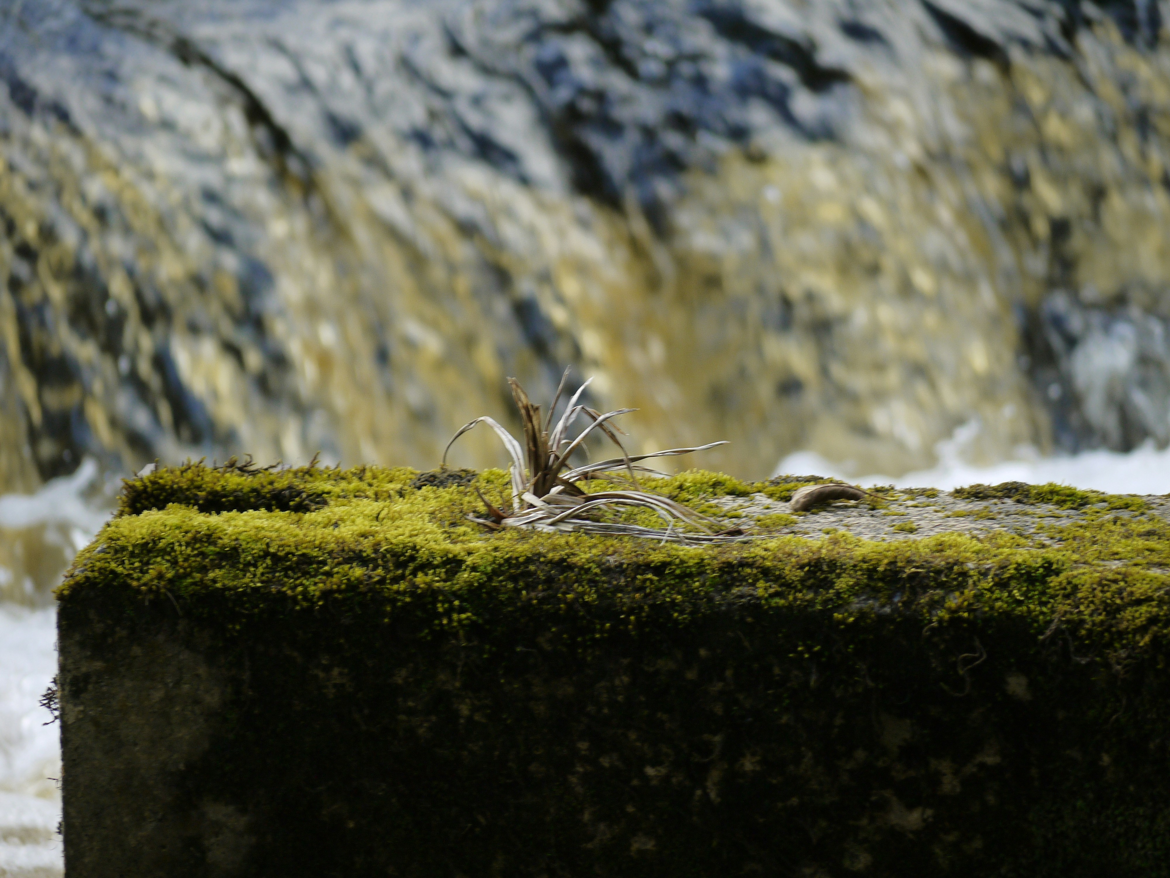 Small bird perched on a moss-covered ledge with a blurred waterfall in the background.