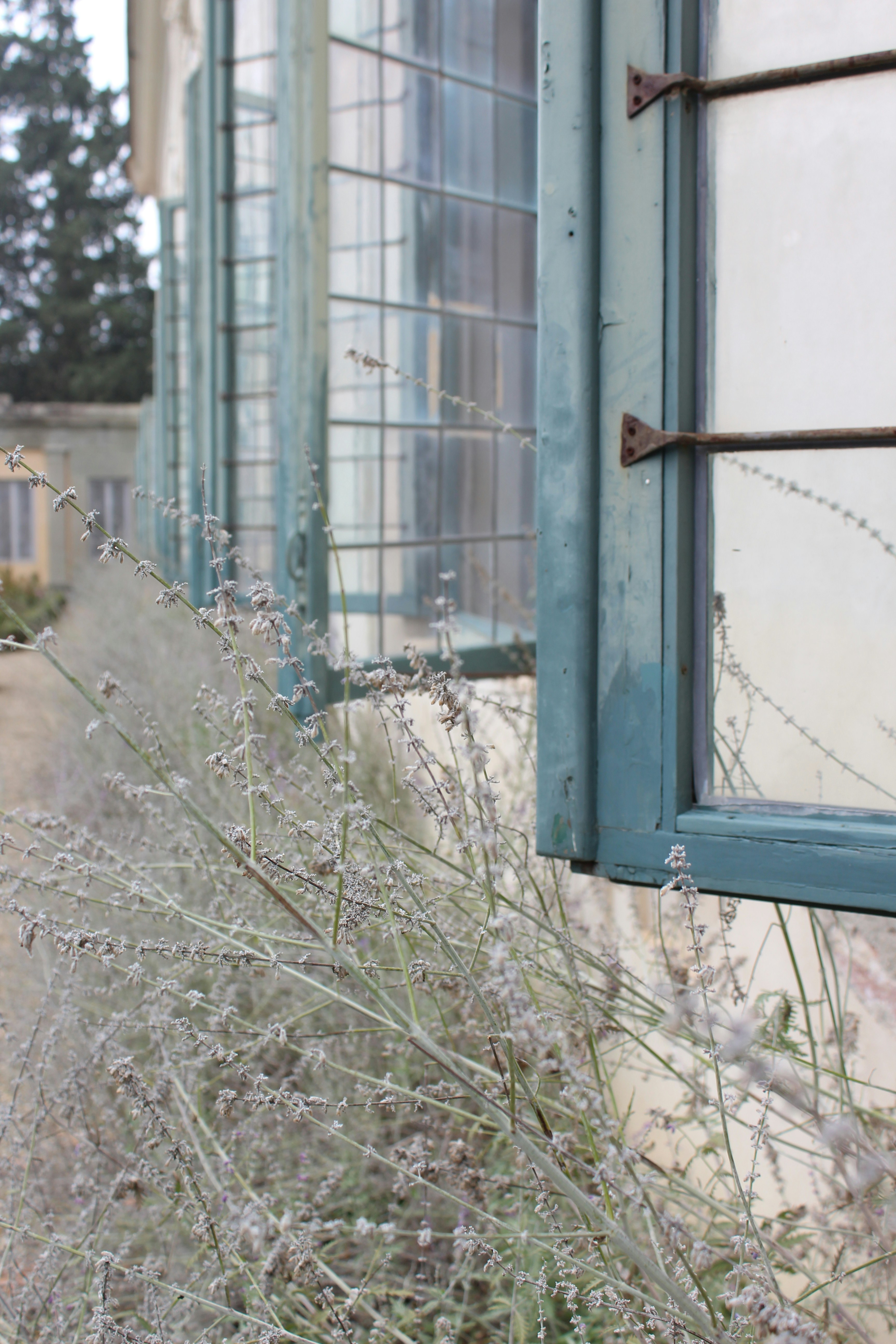 Frosted Tendrils Framing a Turquoise Window