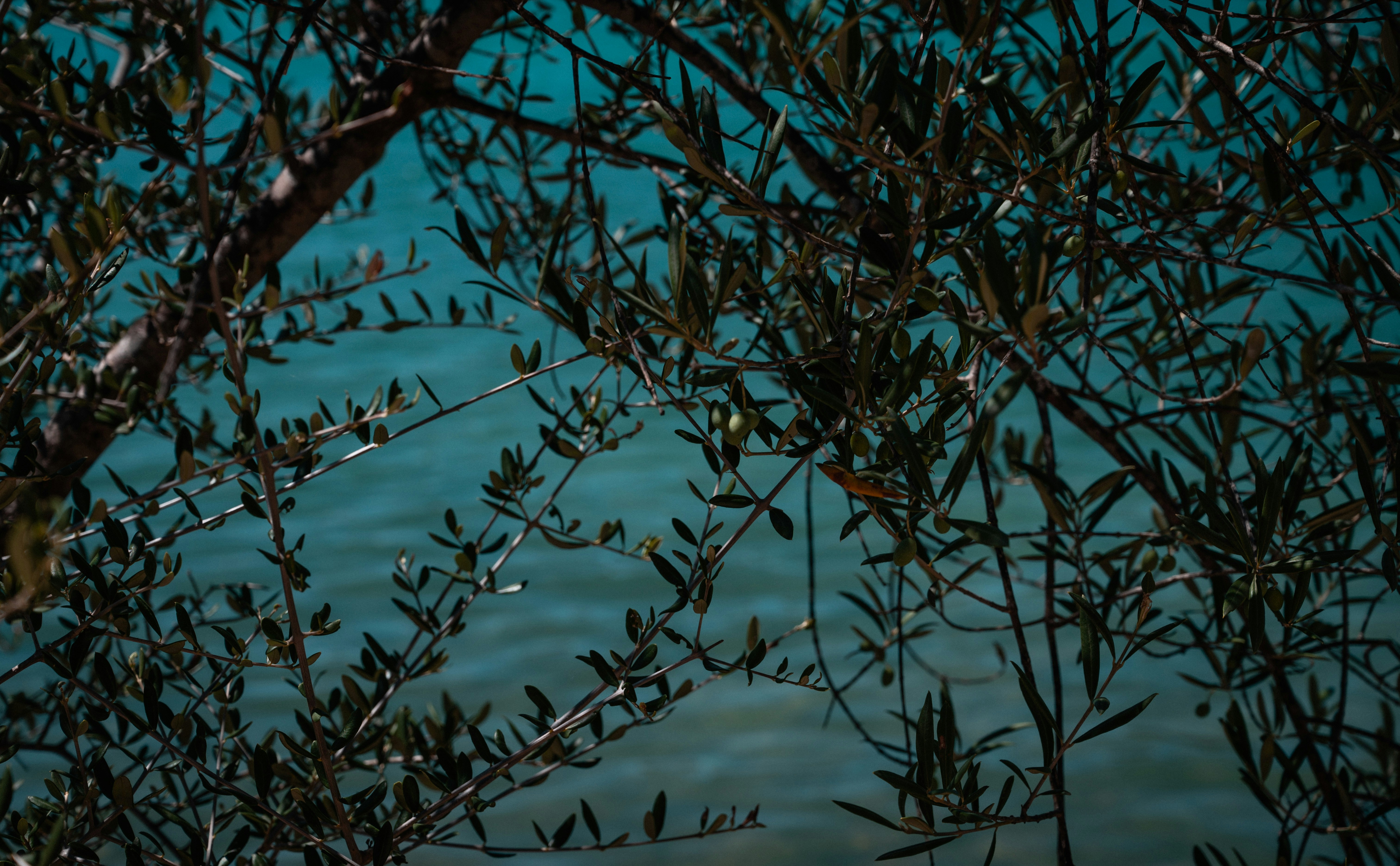 Azure Ripples Through a Delicate Spiderweb Framed by Branches