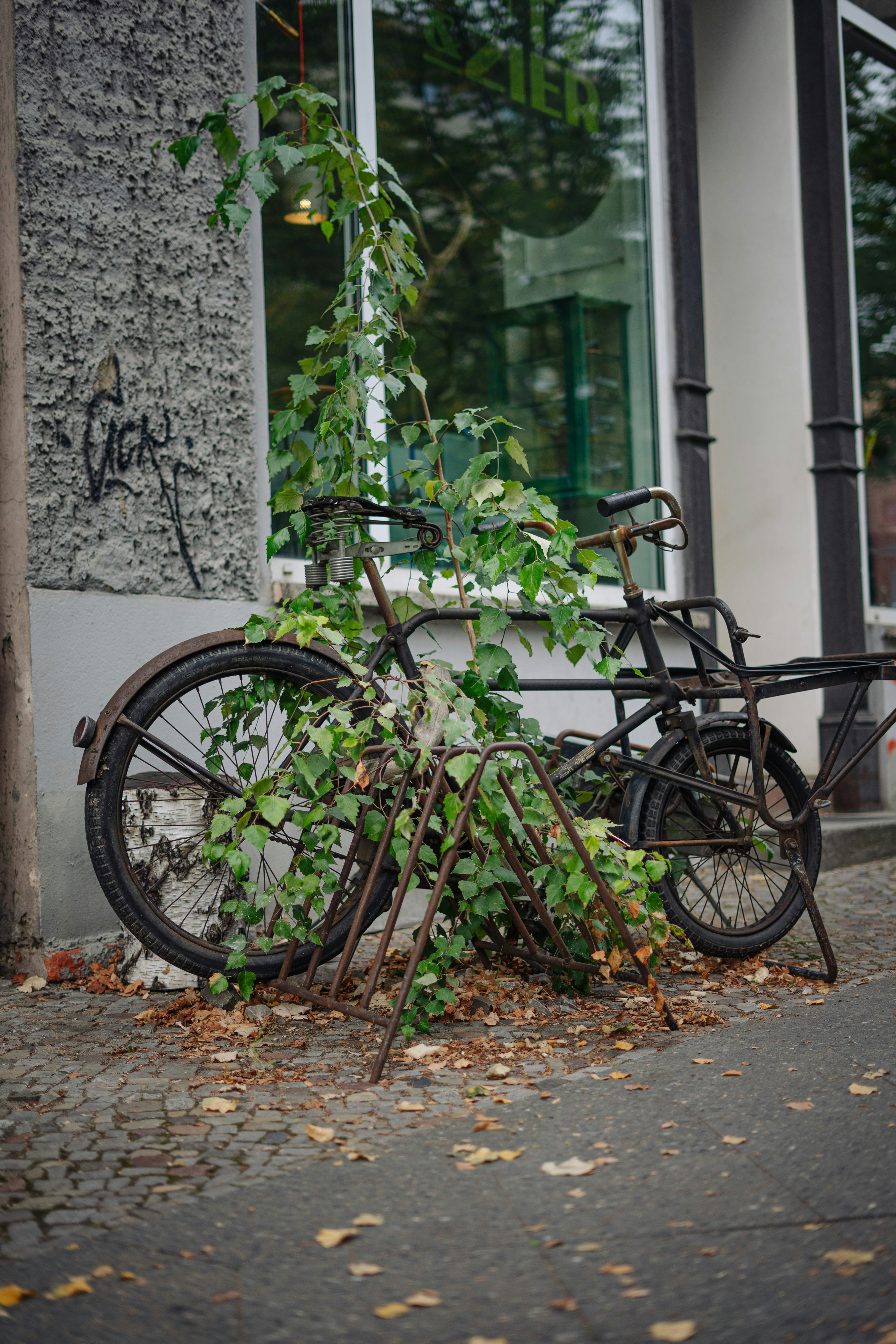 Ivy-Clad Rust: A Pair of Abandoned Bicycles by the Storefront