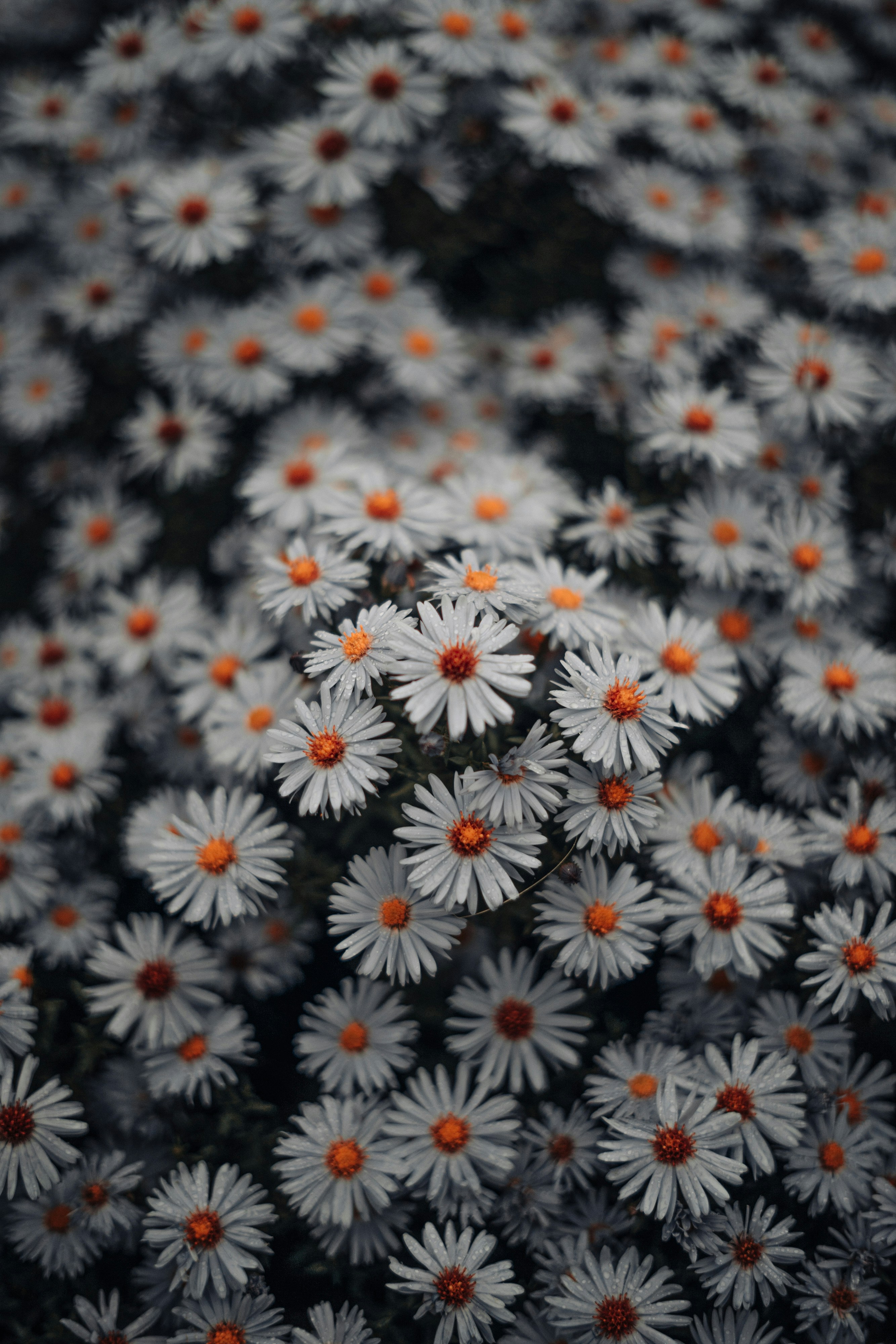 Orange-Centered Daisies: A Close-Up Petal Mosaic