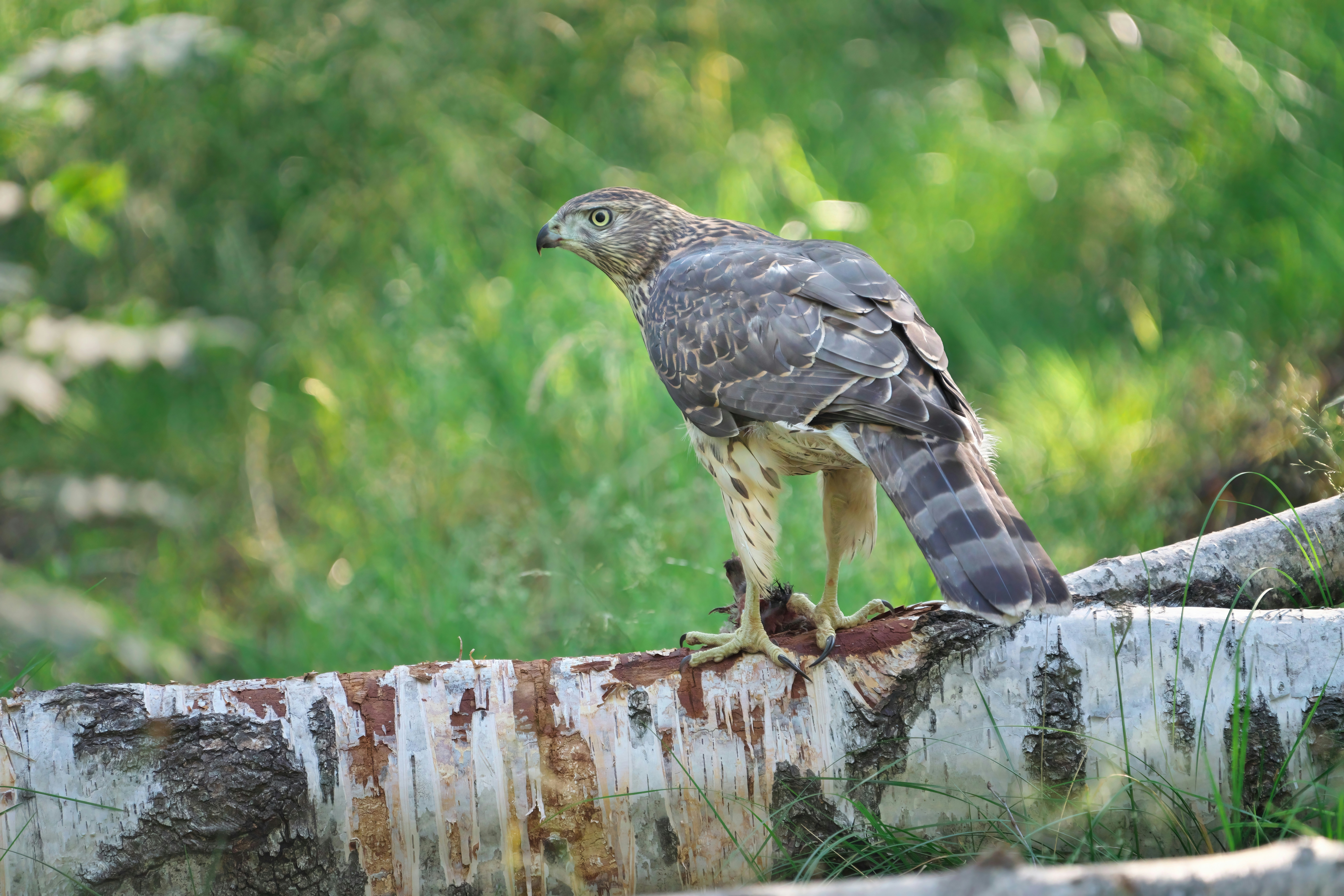 A hawk is perched on a tree branch photo – Free Russia Image on Unsplash