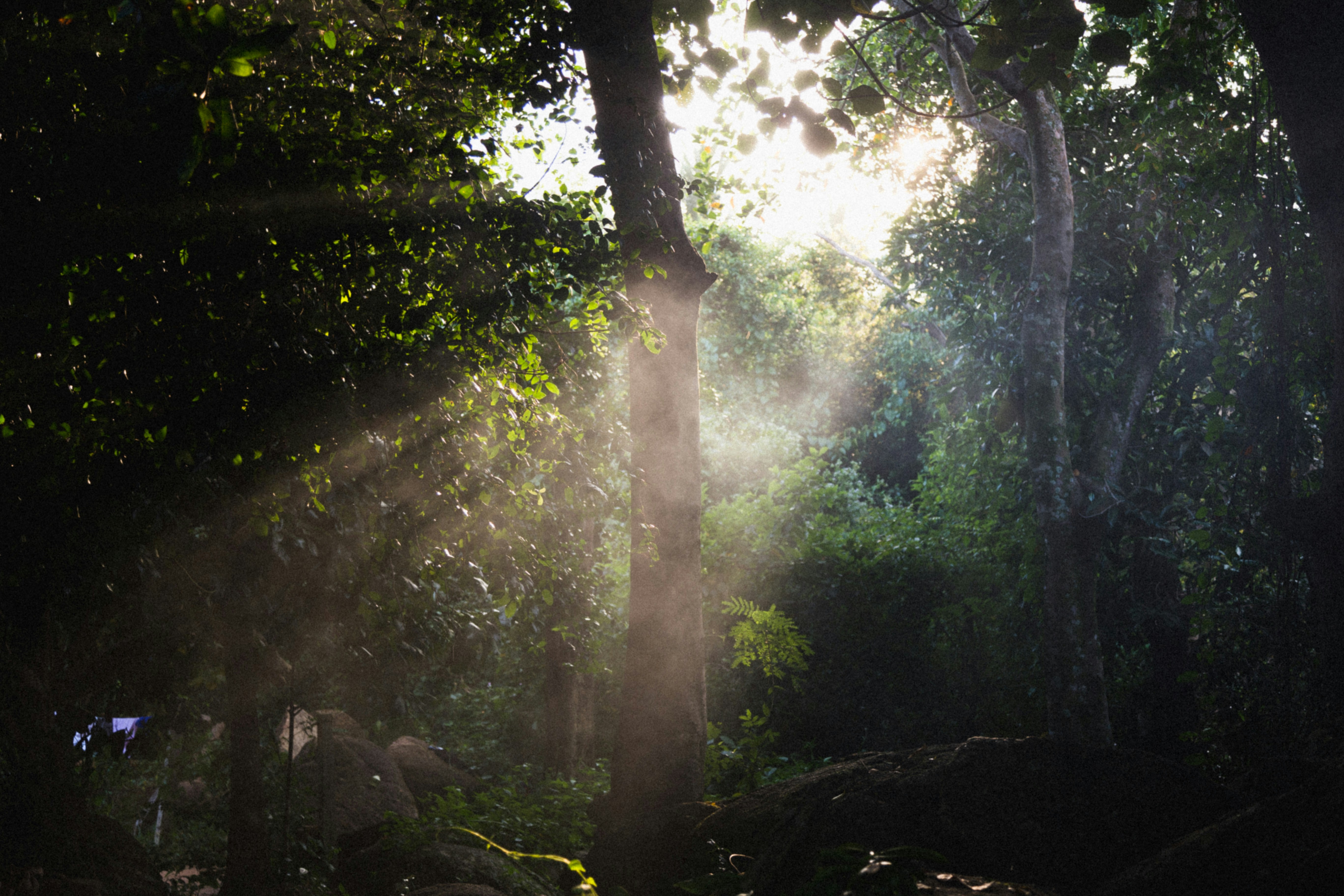 Sunlight filters through dense foliage, creating ethereal beams in a tranquil forest setting.