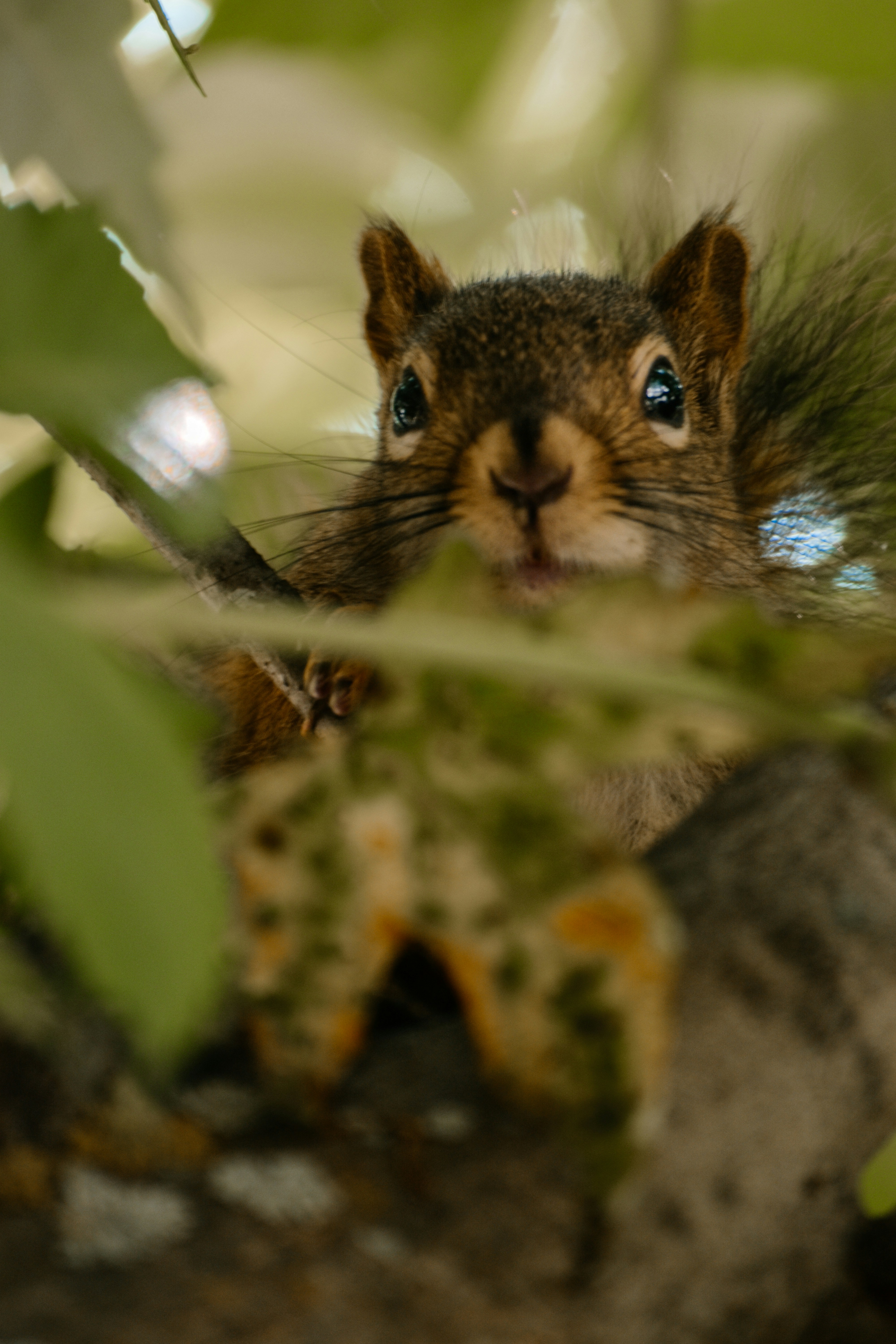a close up of a squirrel on a tree branch