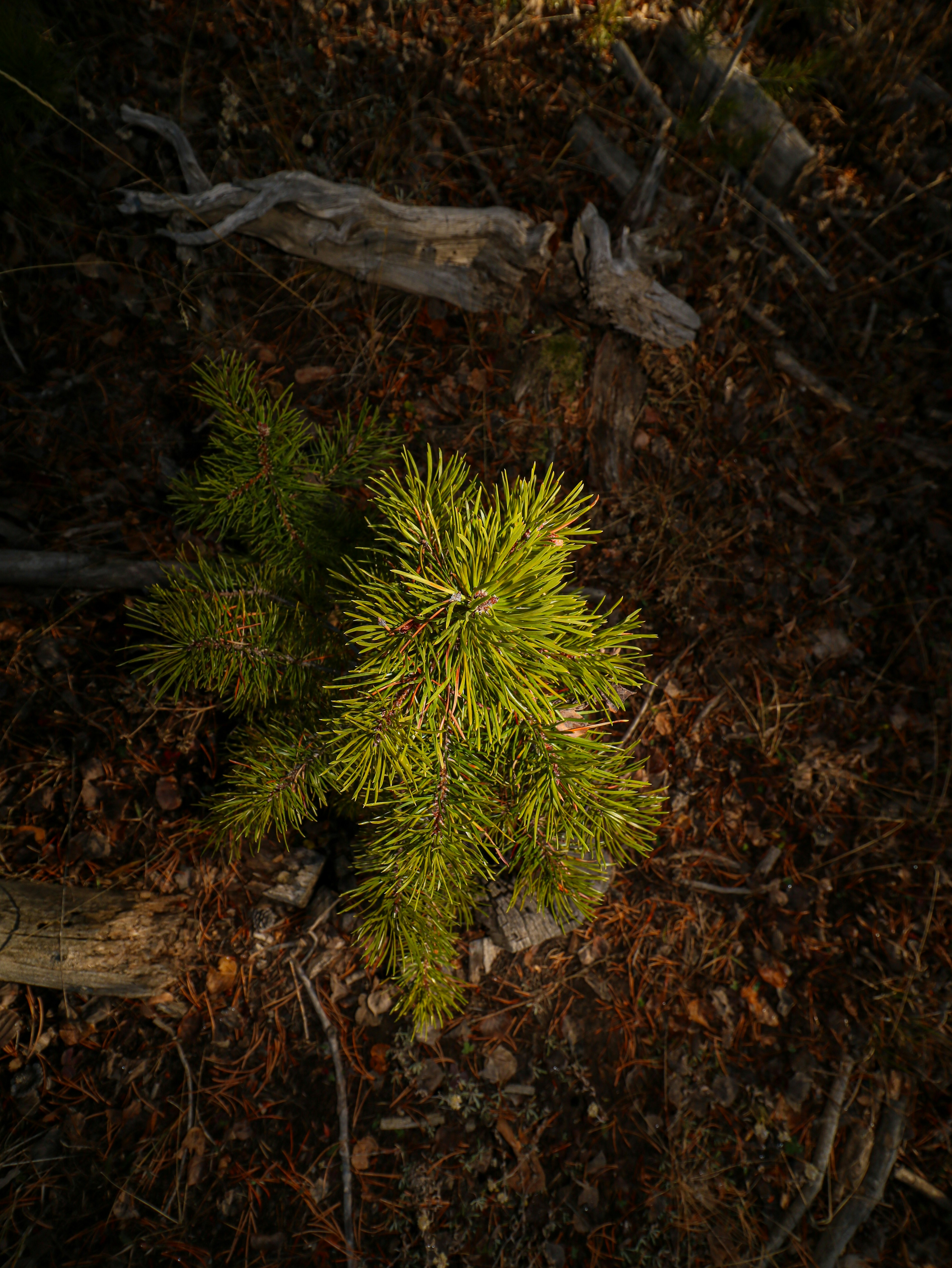 Emerald Needle Crown in a Shadowed Forest