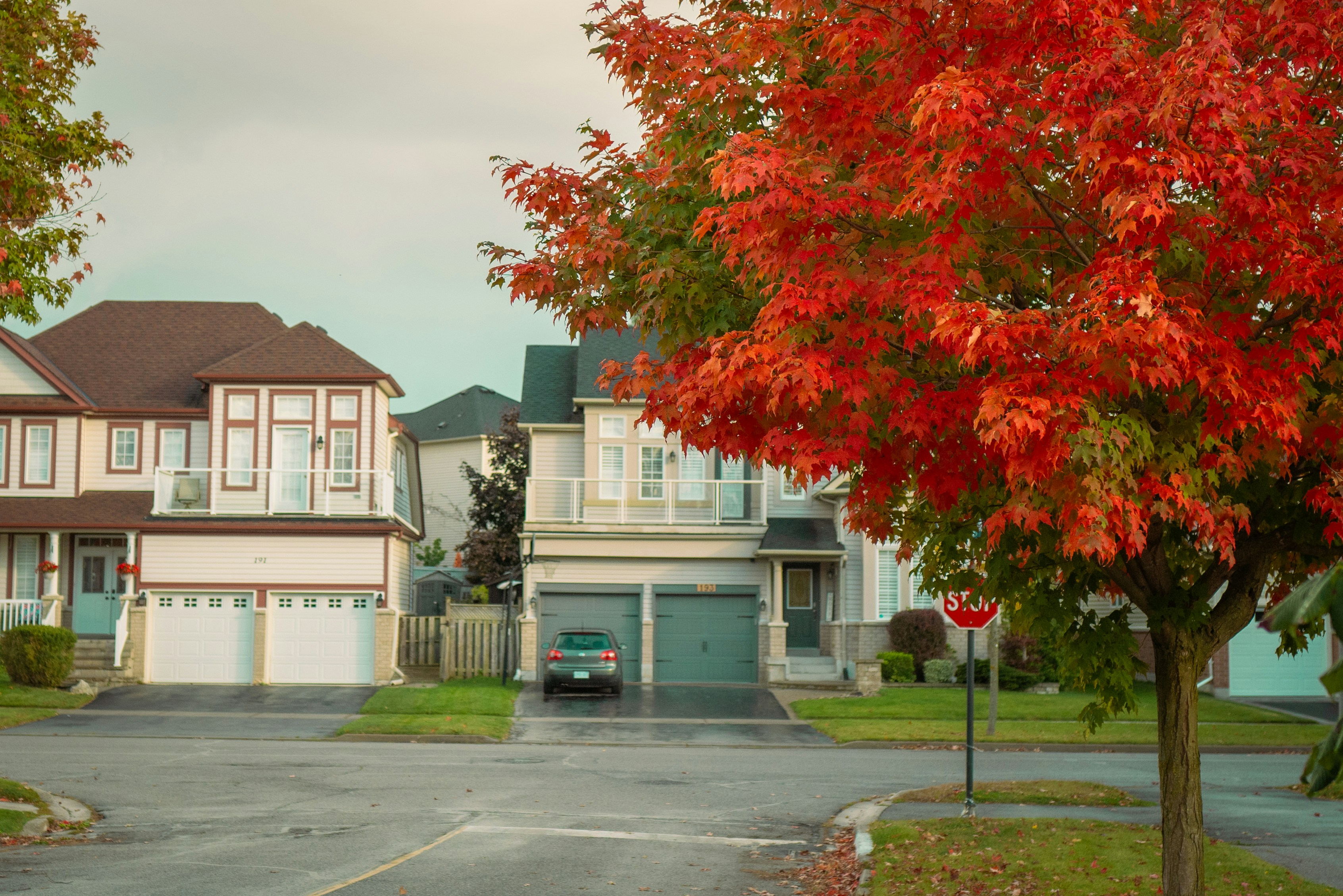 Crimson Canopy Framing a Suburban Street in Autumn