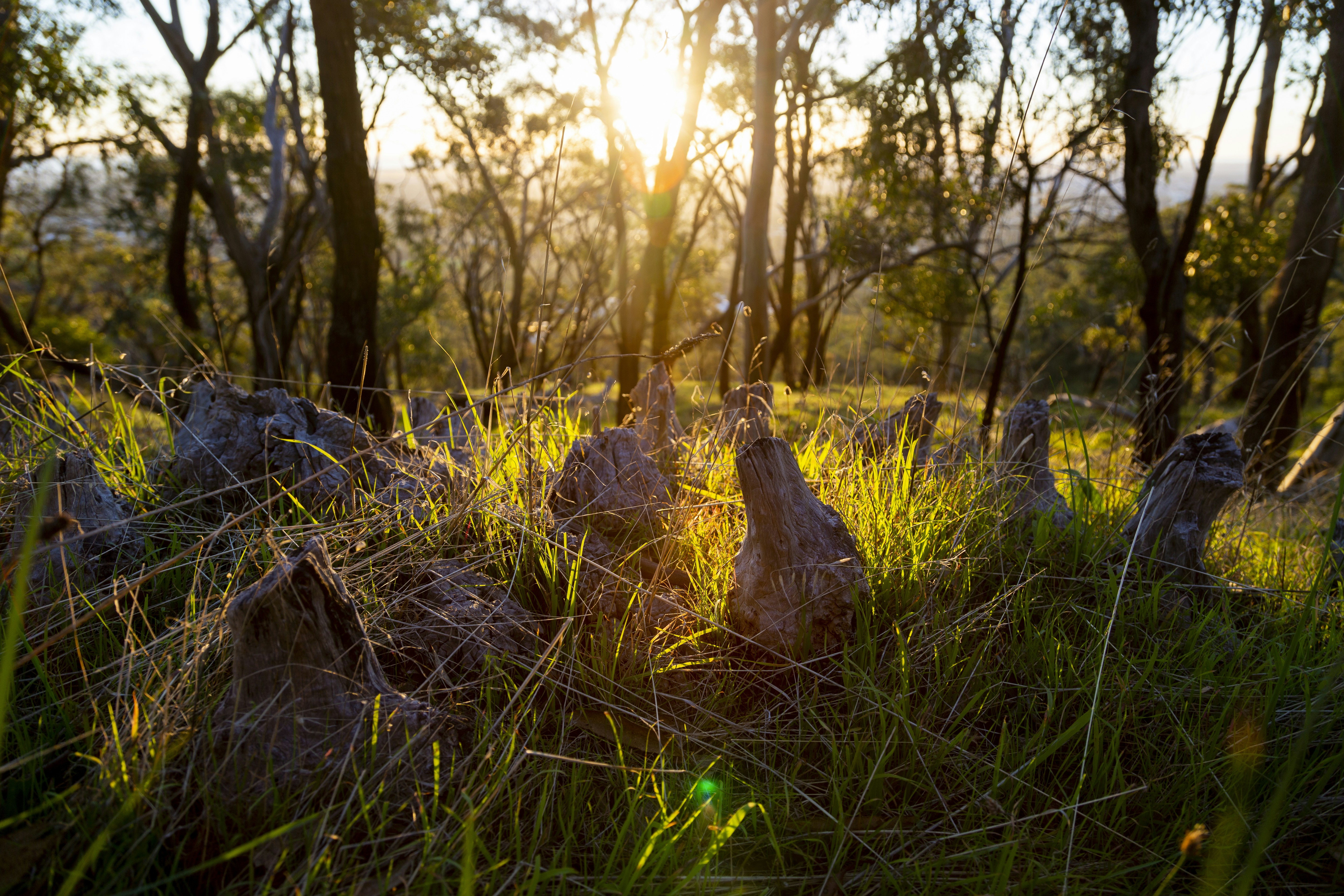 Sunlit Pillars in a Meadow: Grass, Rocks, and Quiet Dunes at Dusk